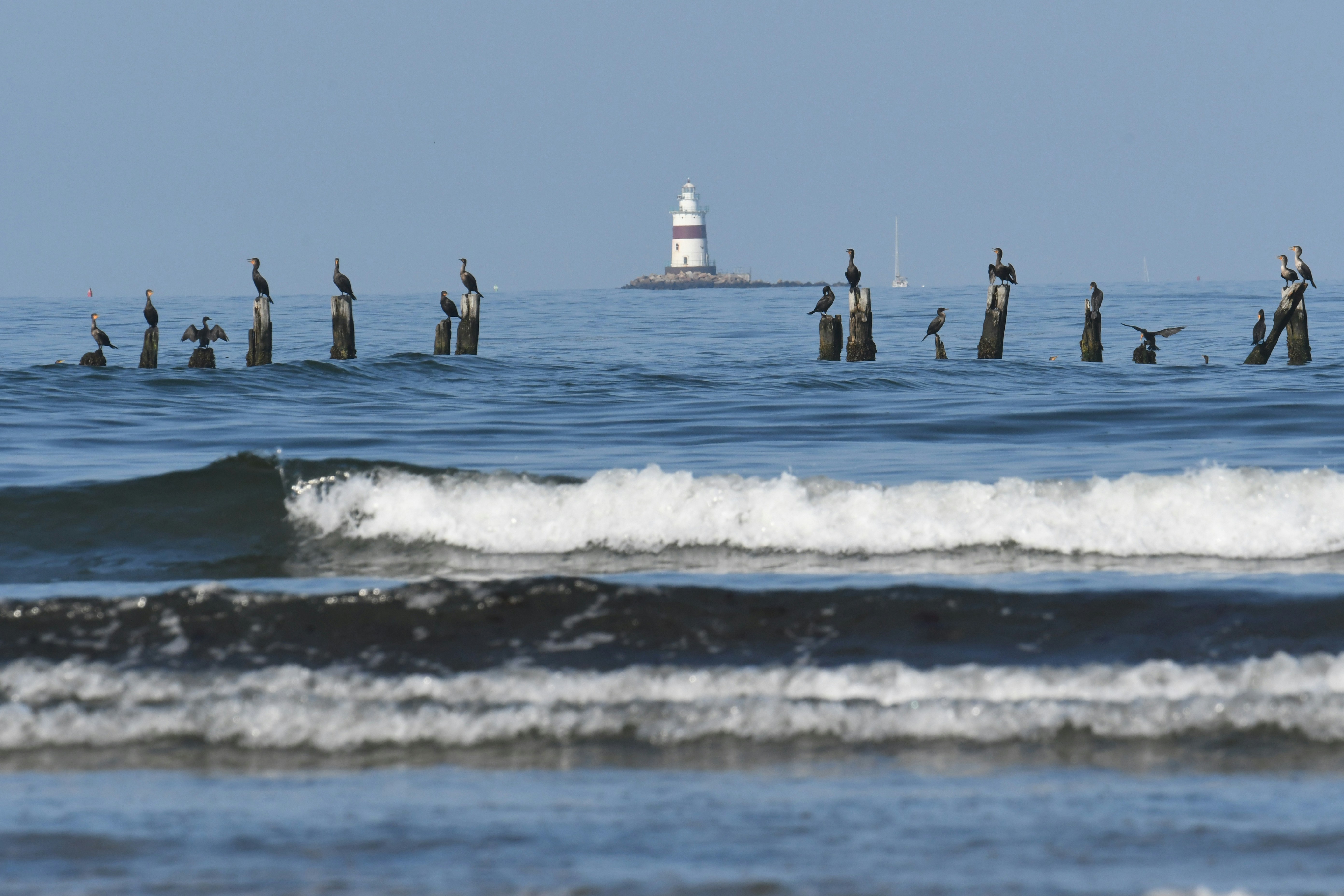 Waves crash near cormorants perched on wooden posts, with a distant lighthouse under a clear sky.