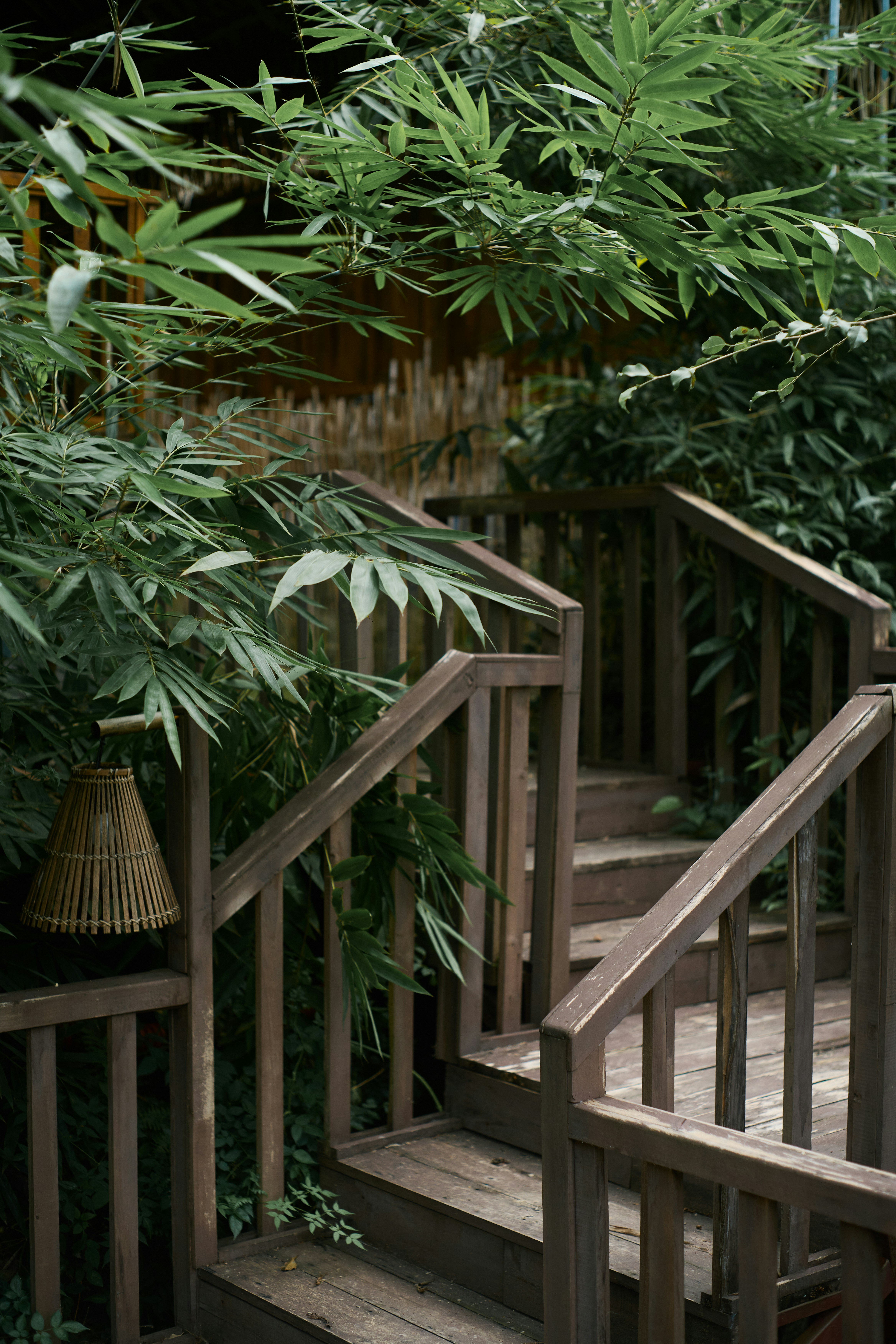 A bunch of plants that are on some steps photo – Free Banister Image on ...