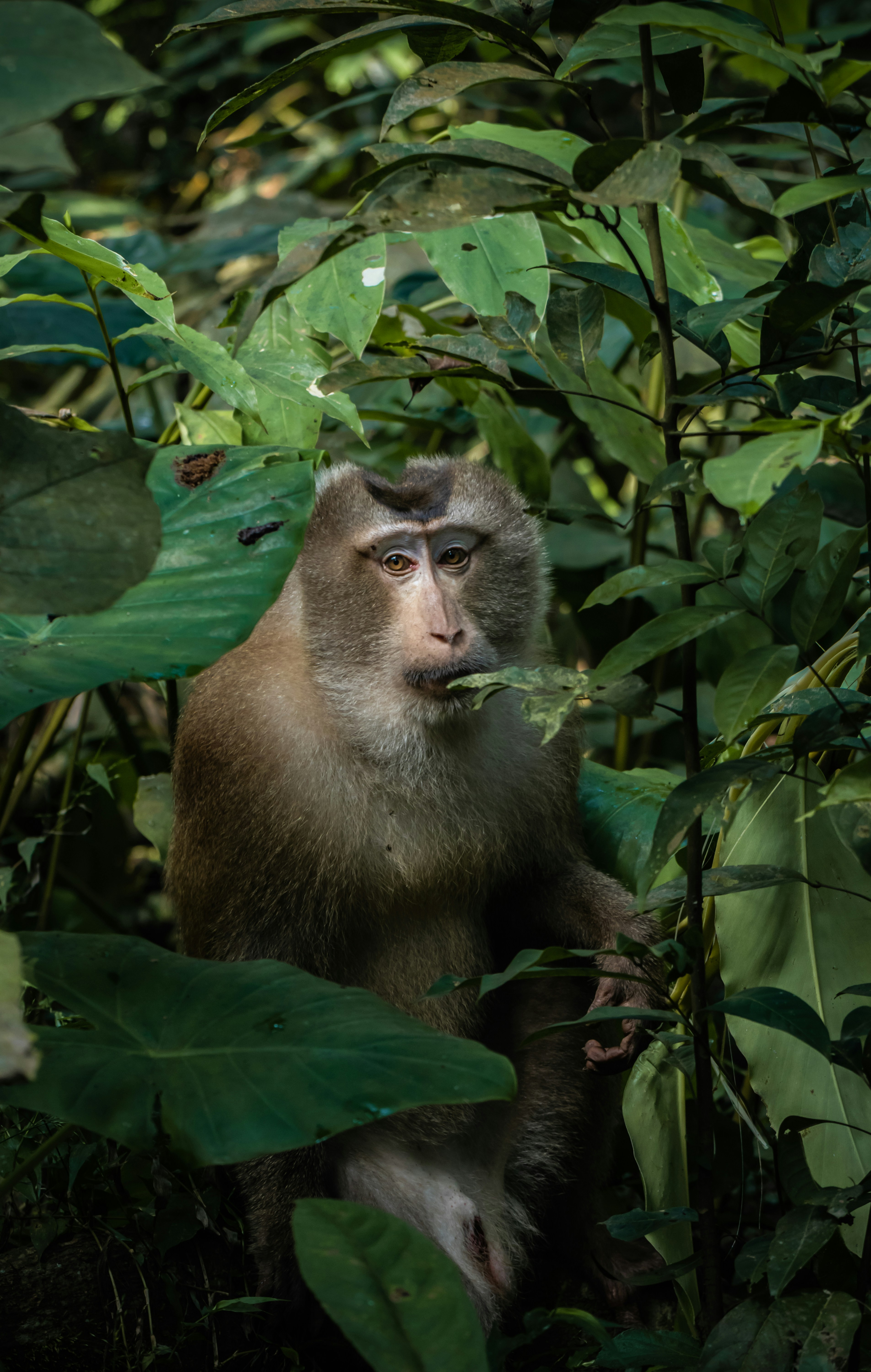 A monkey sitting in the middle of a forest photo – Free Animal Image on ...