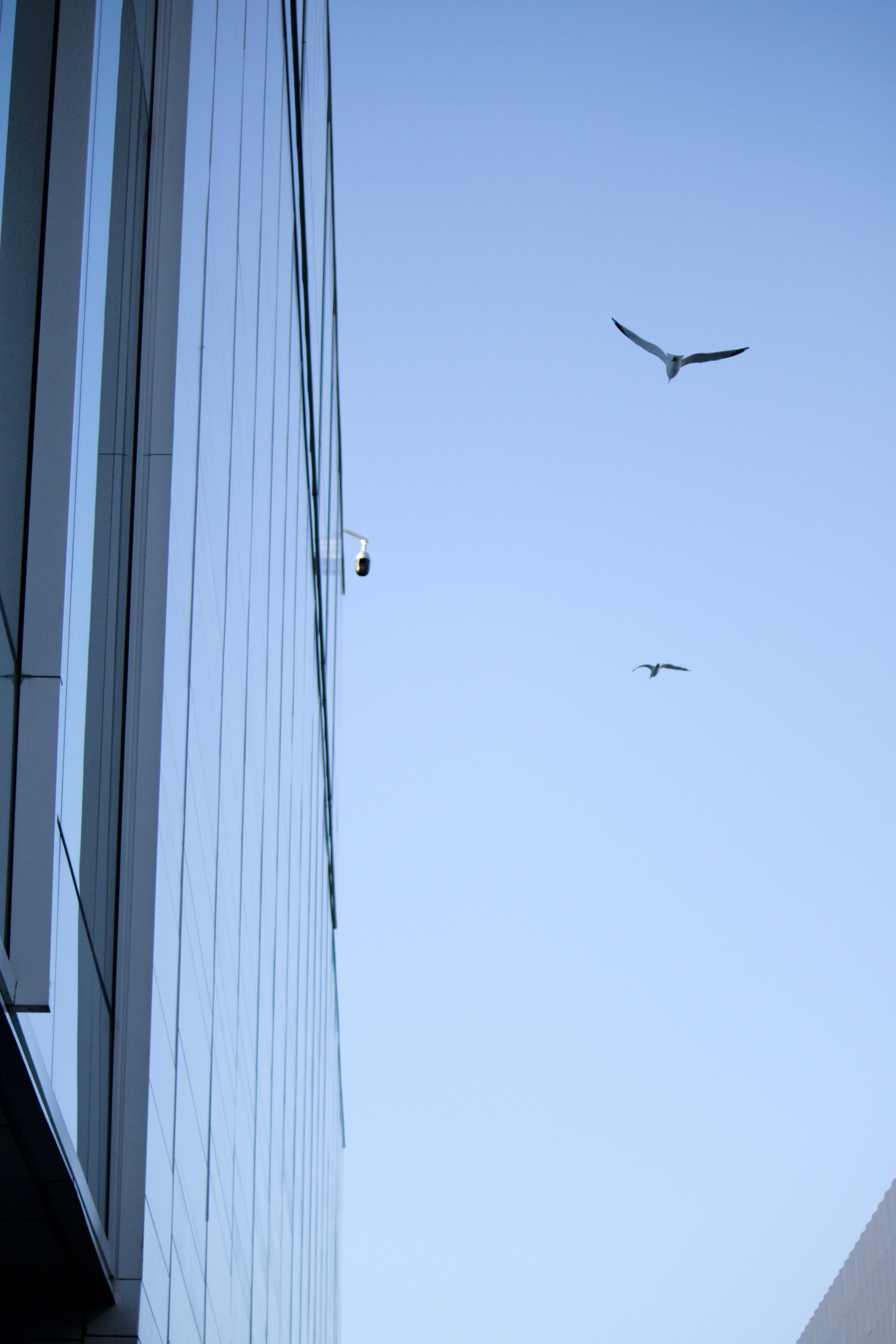 Two Birds Over a Glass-Clad Facade Under a Clear Blue Sky