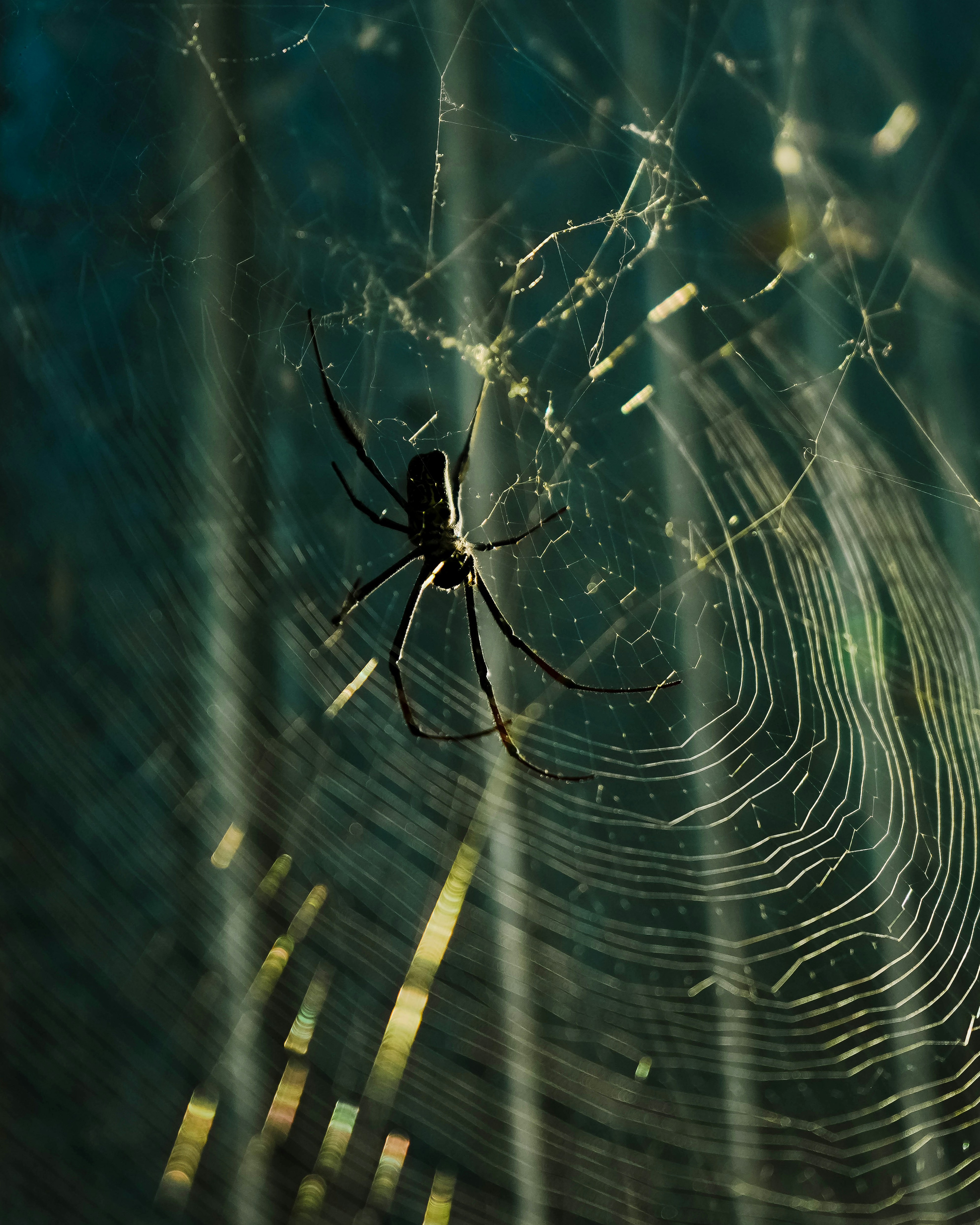 A close up of a spider on its web photo – Free Ethiopia Image on Unsplash