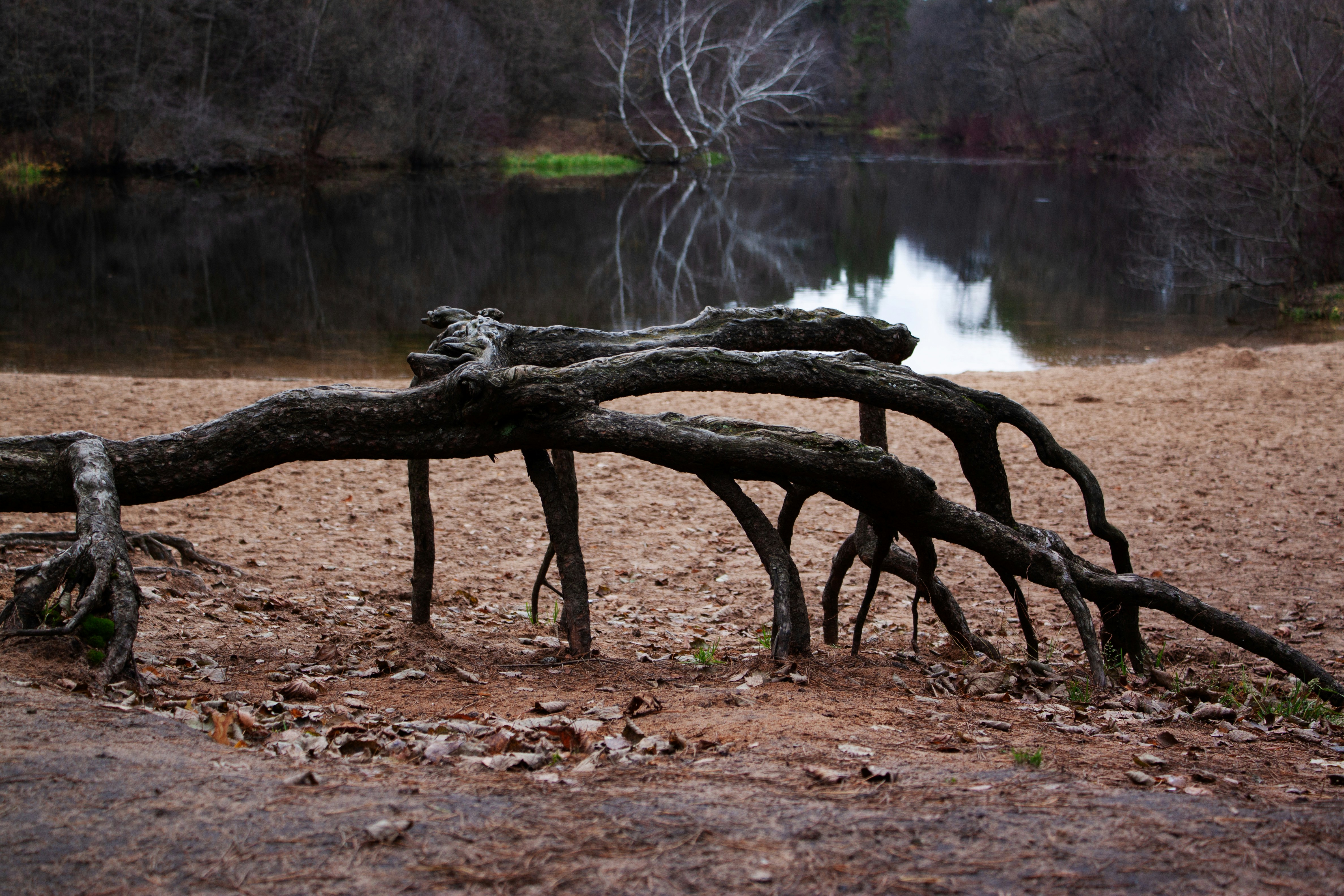 A fallen tree laying on the ground next to a body of water photo – Free ...