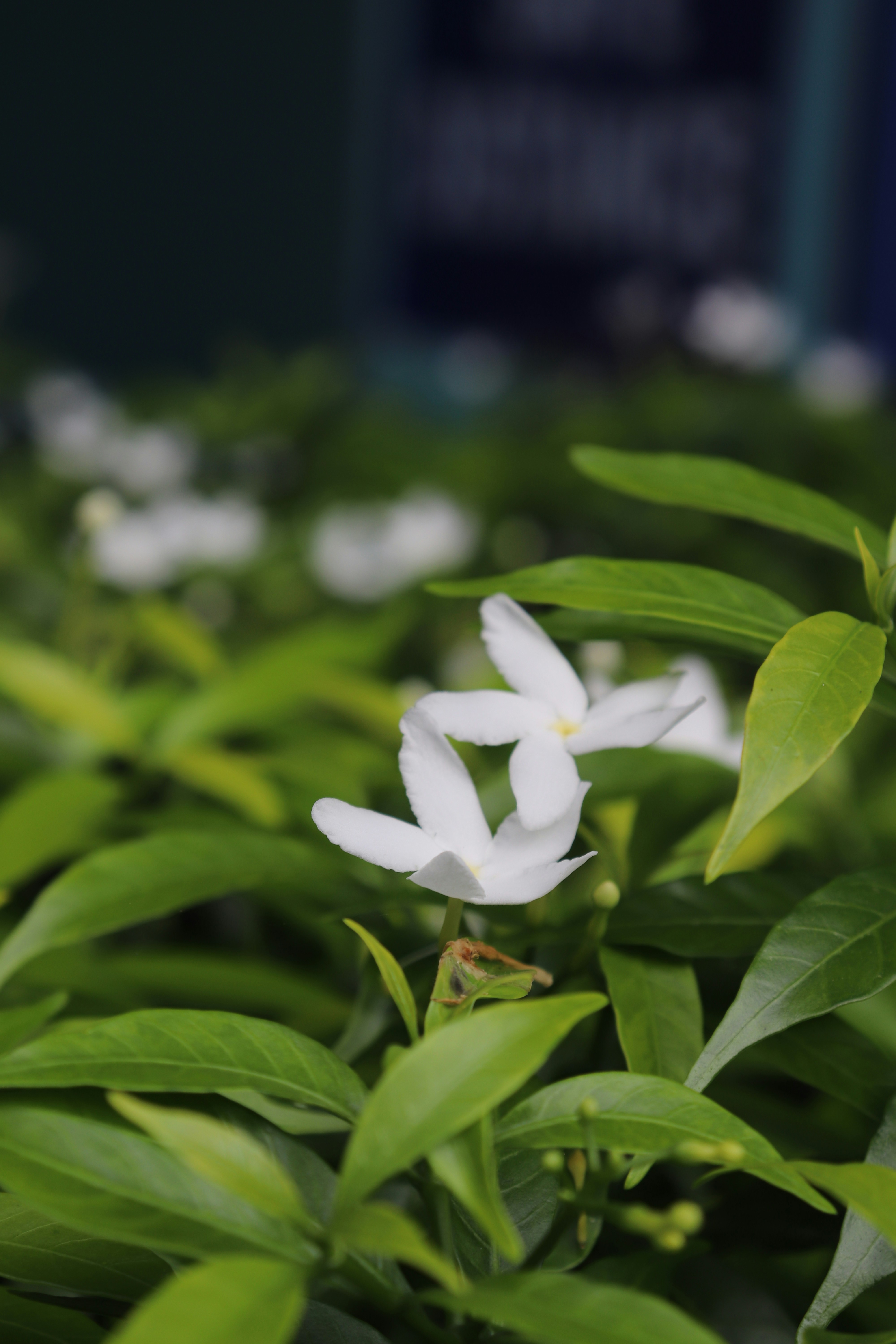 White blossom amid glossy green leaves in soft-focus garden scene