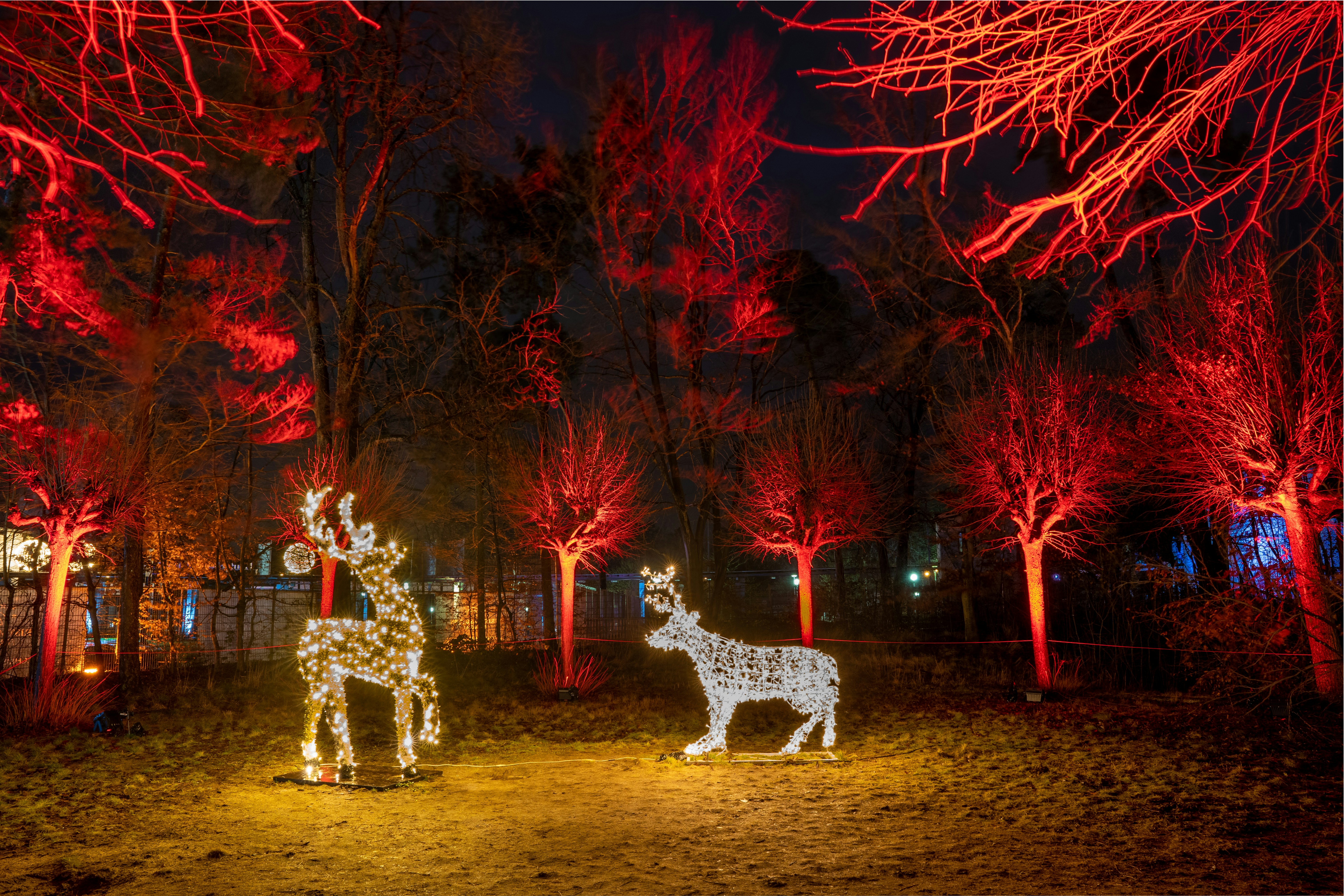Crimson Night: Light-Woven Reindeer in a Quiet Park