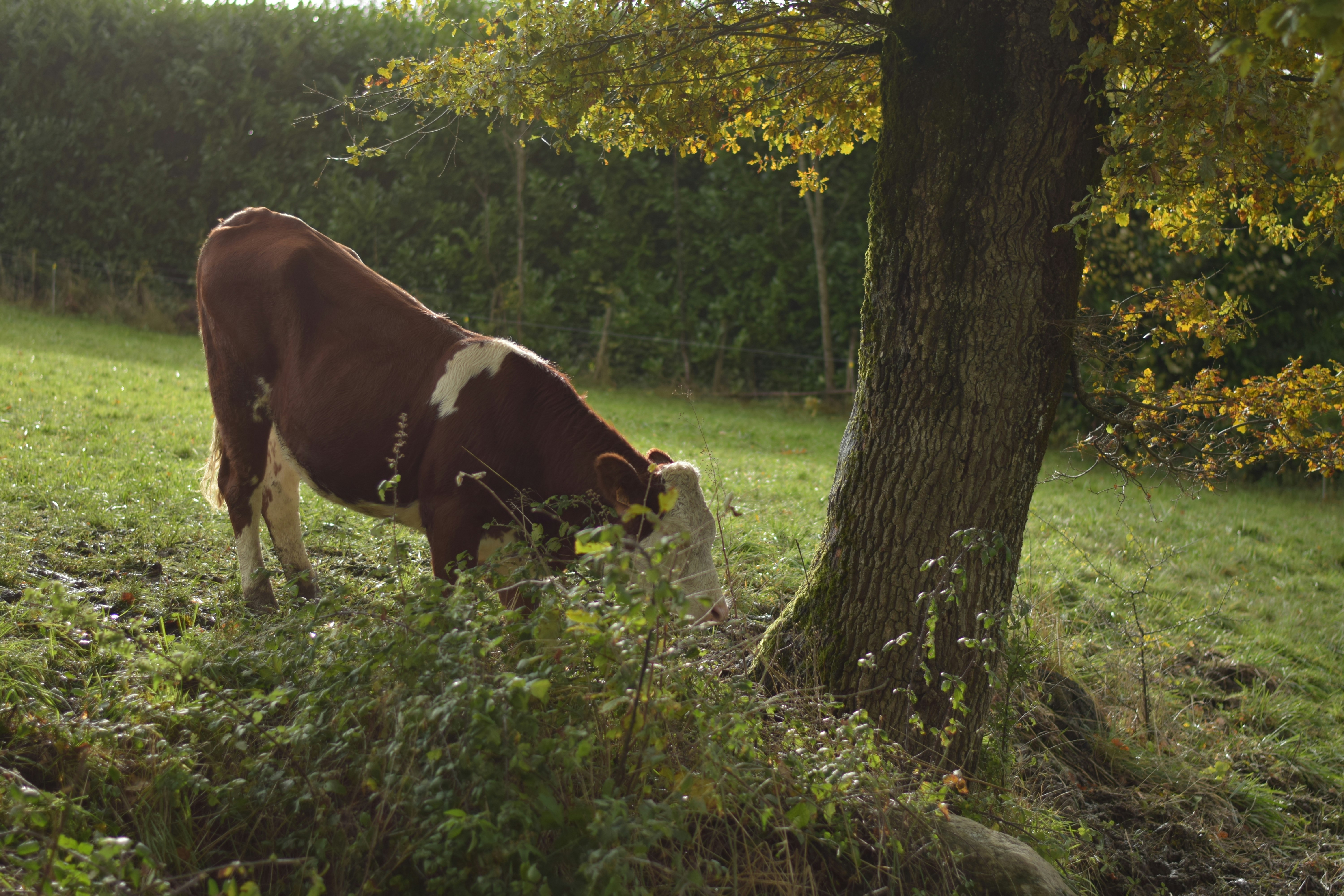 Brown and white cow grazing near a tree with golden autumn leaves in a lush green pasture.