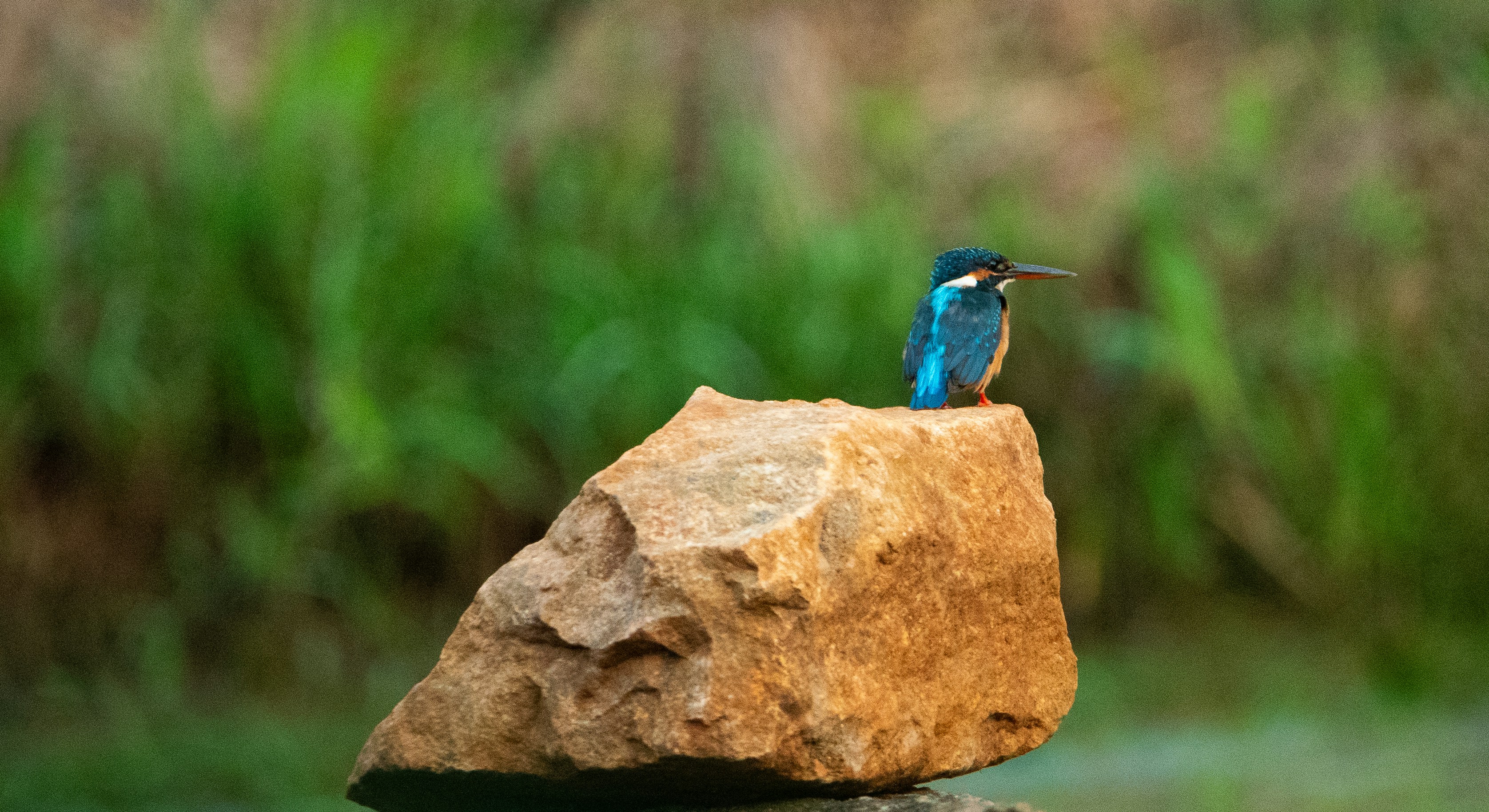 Azure Kingfisher Perched on a Weathered Rock, Calm River Backdrop