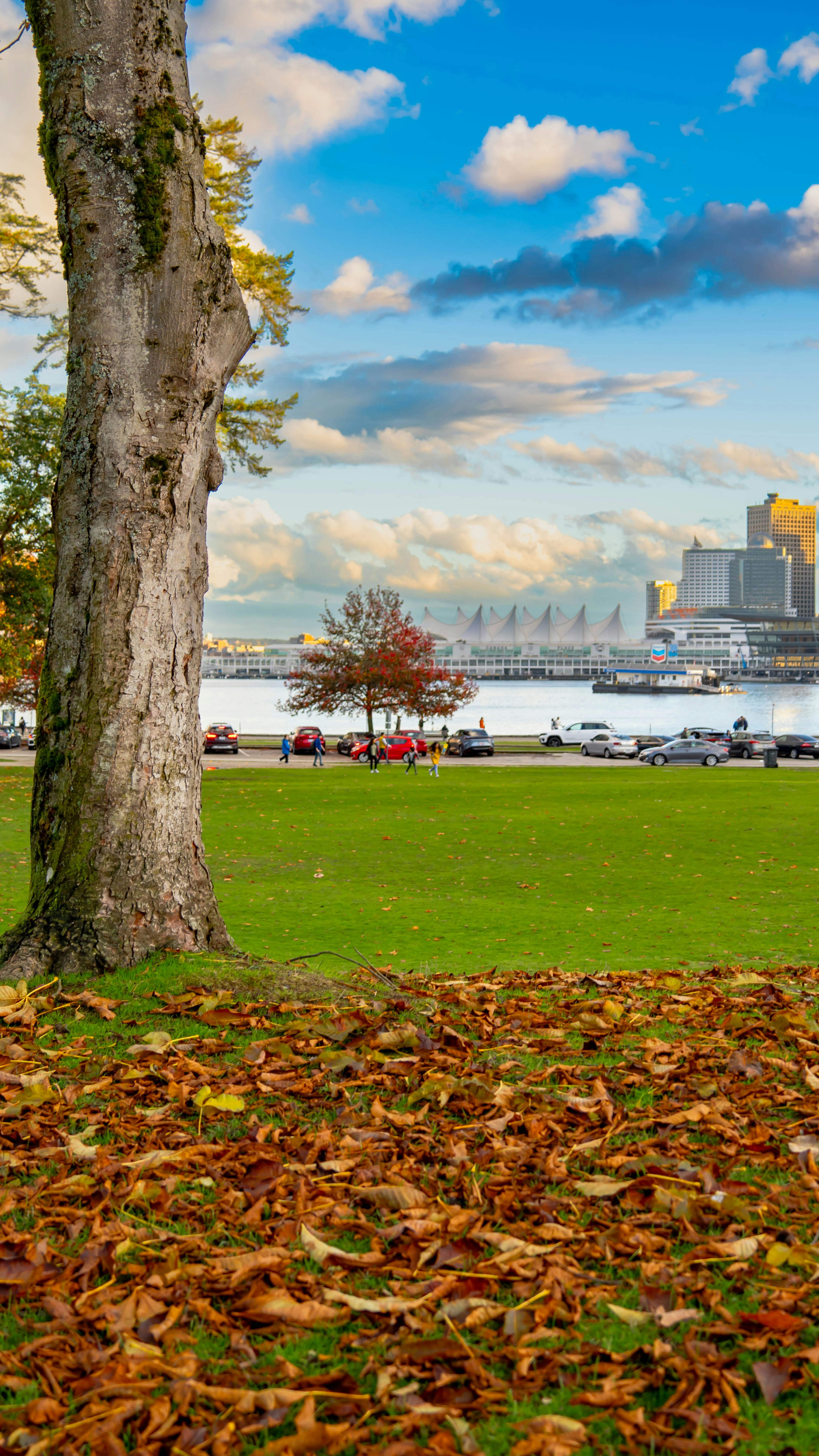 Crimson Sentinel by the Marina: Autumn Leaves Framing the Skyline