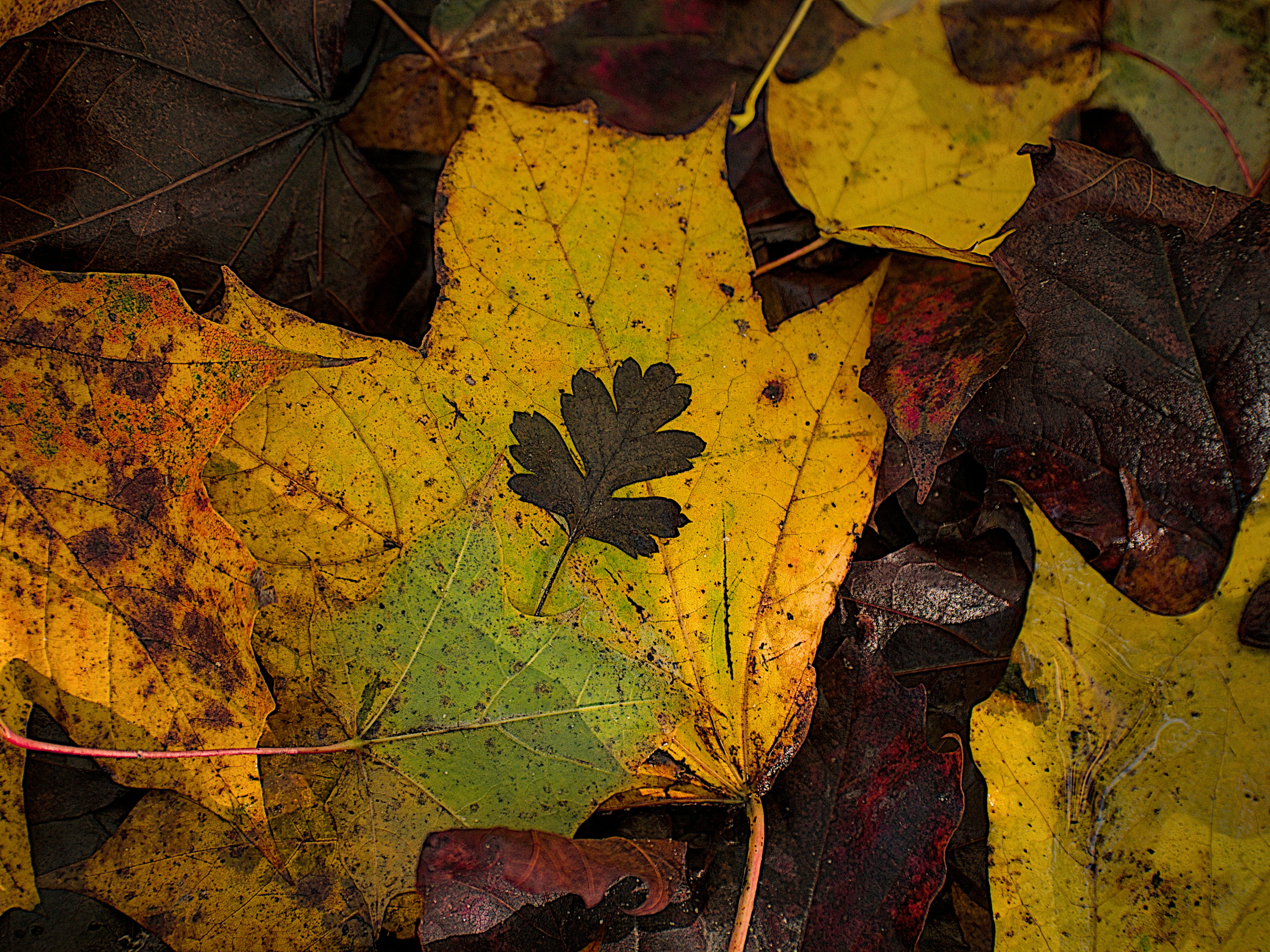 Autumn's Patchwork Palette