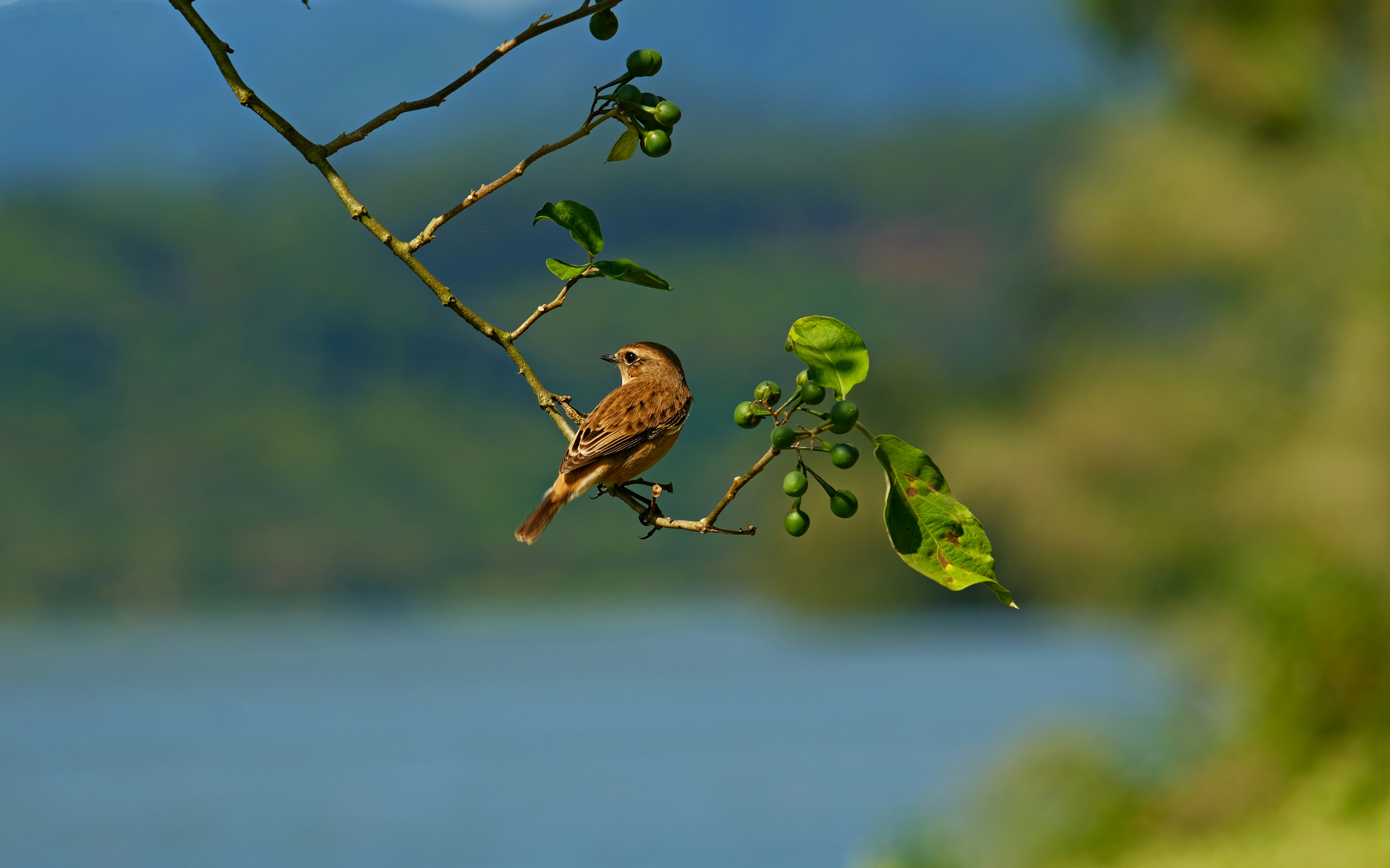 Perched Ember: A Songbird on a Quiet Branch Over Calm Waters