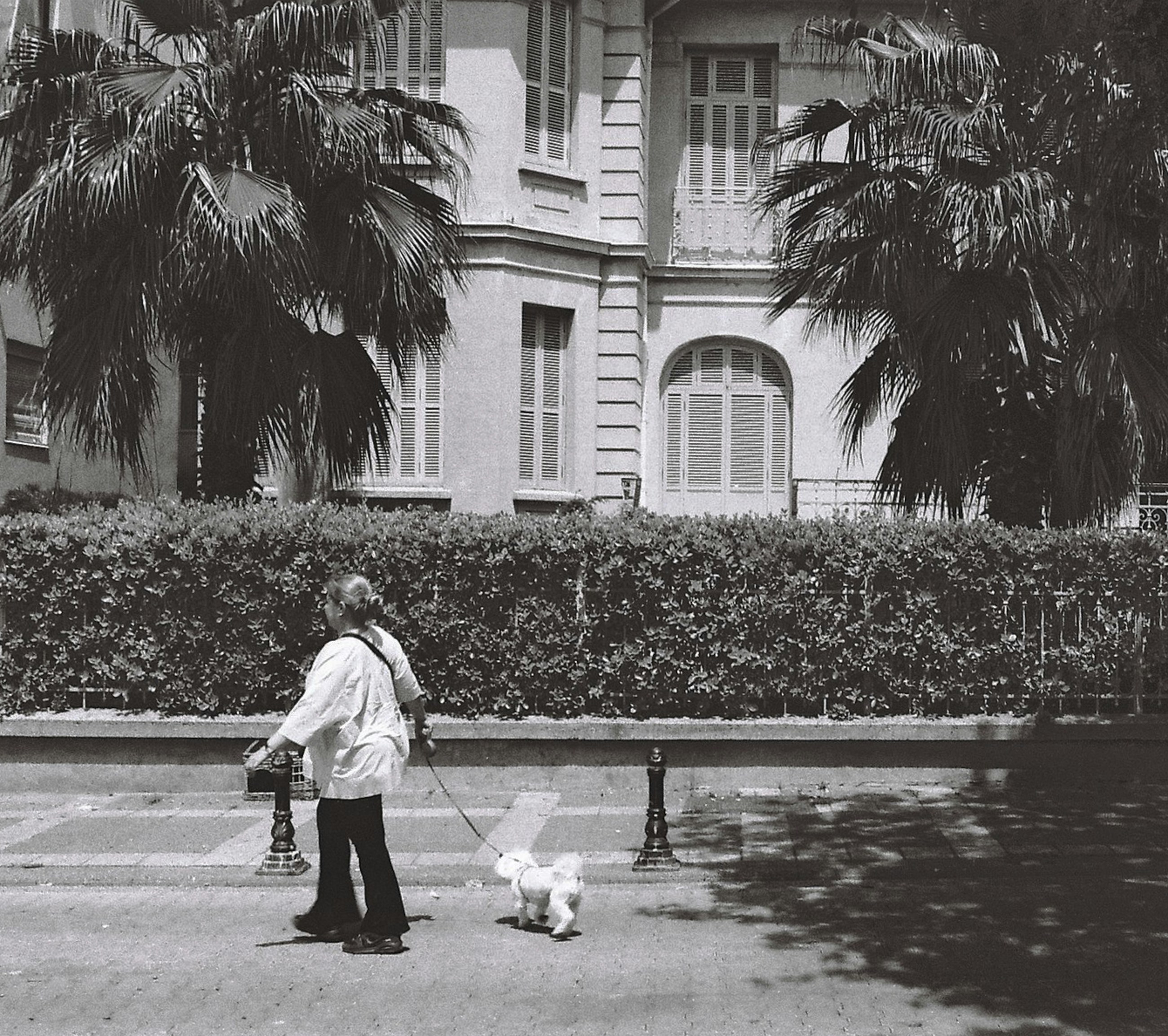 Quiet Crossing: Elderly Walker and Terrier on a Tree-Lined Street