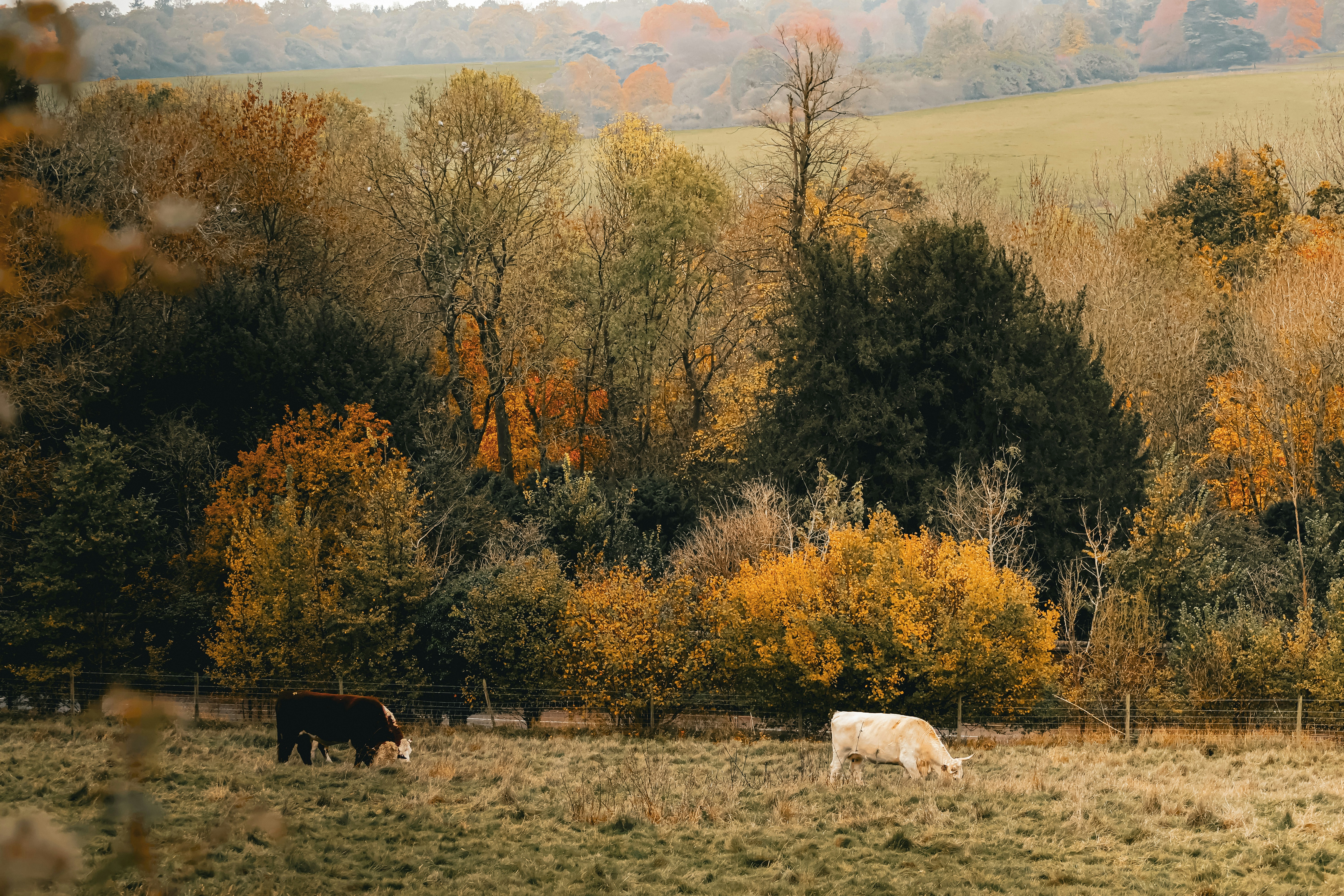 Photo by Flaviu Costin with Canon EOS R50