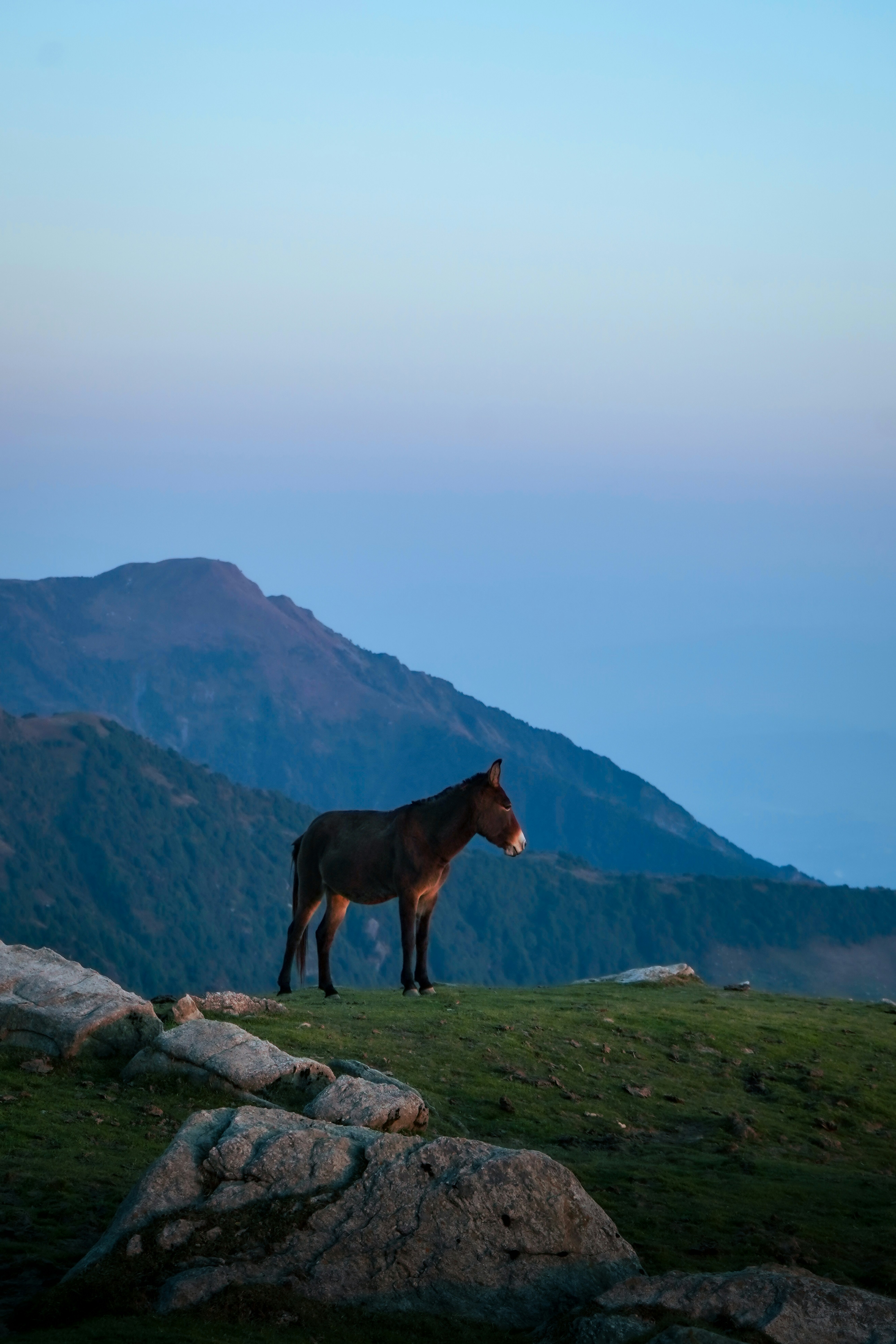 Foto Un caballo marrón parado en la cima de una exuberante ladera verde ...