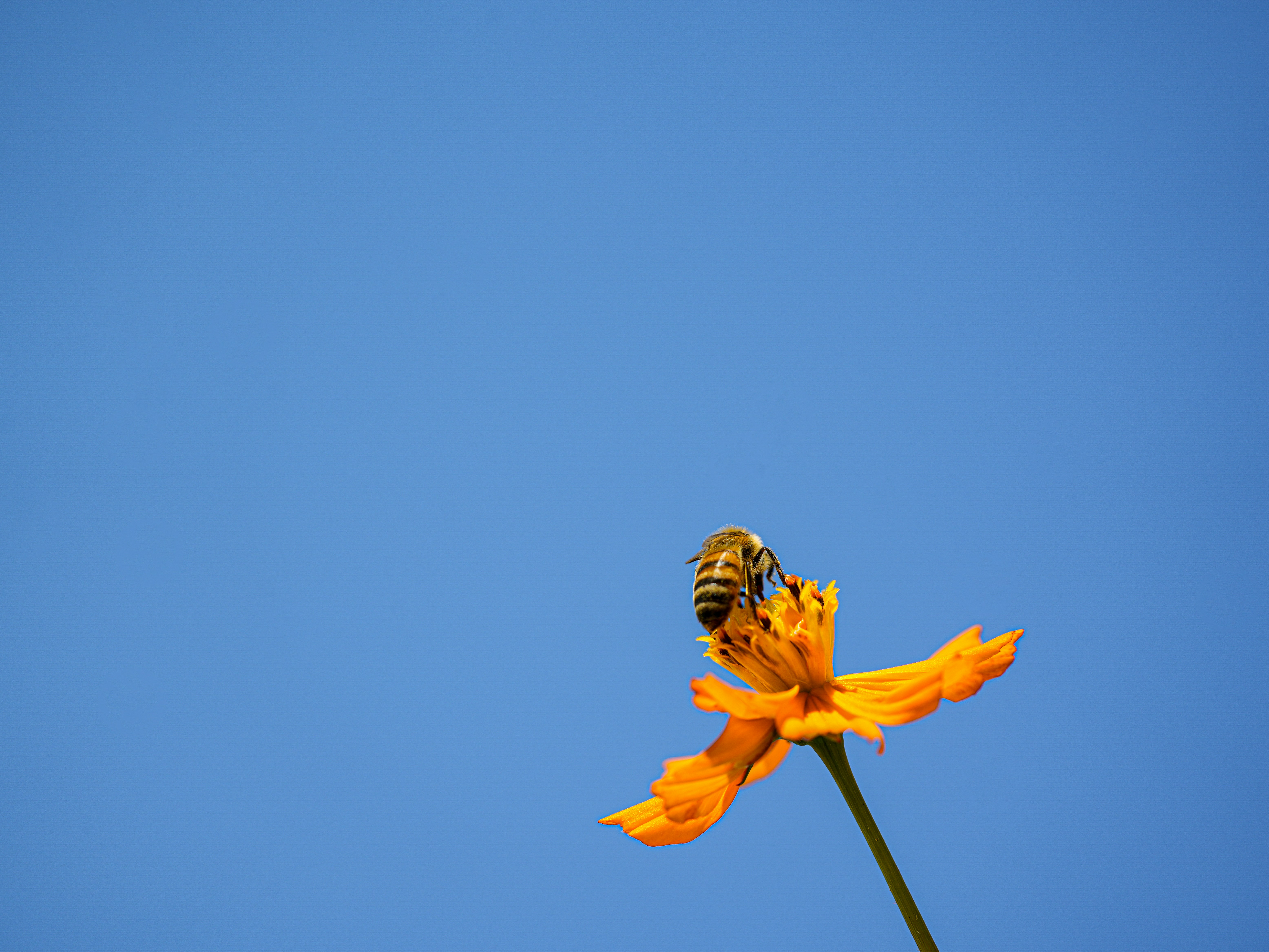 Bee Perched on a Citrus Bloom Against a Pristine Blue Sky