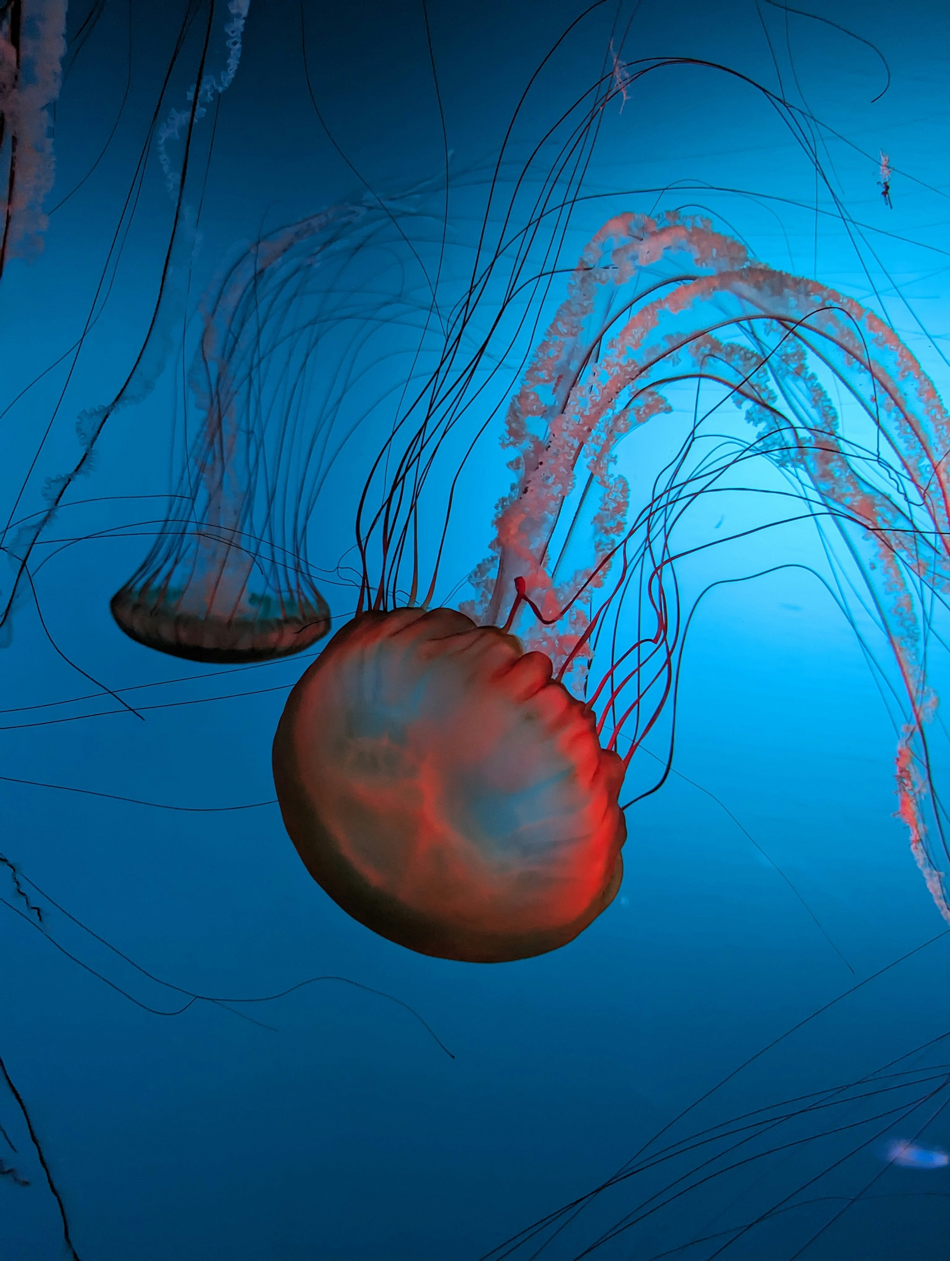 Foto Un grupo de medusas nadando en el agua – Imagen Acuario de Quebec ...