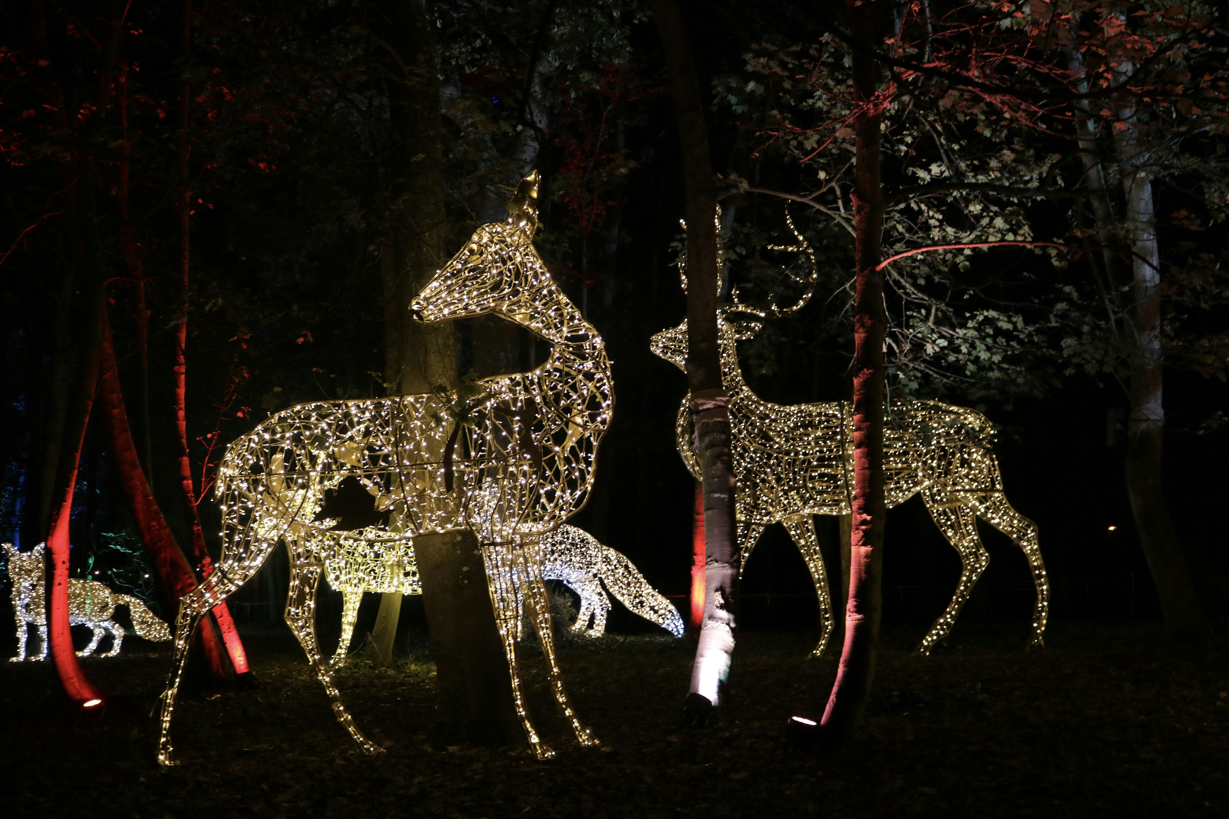 Glimmering Herd: Light-Crafted Deer Parade Through a Moonlit Forest
