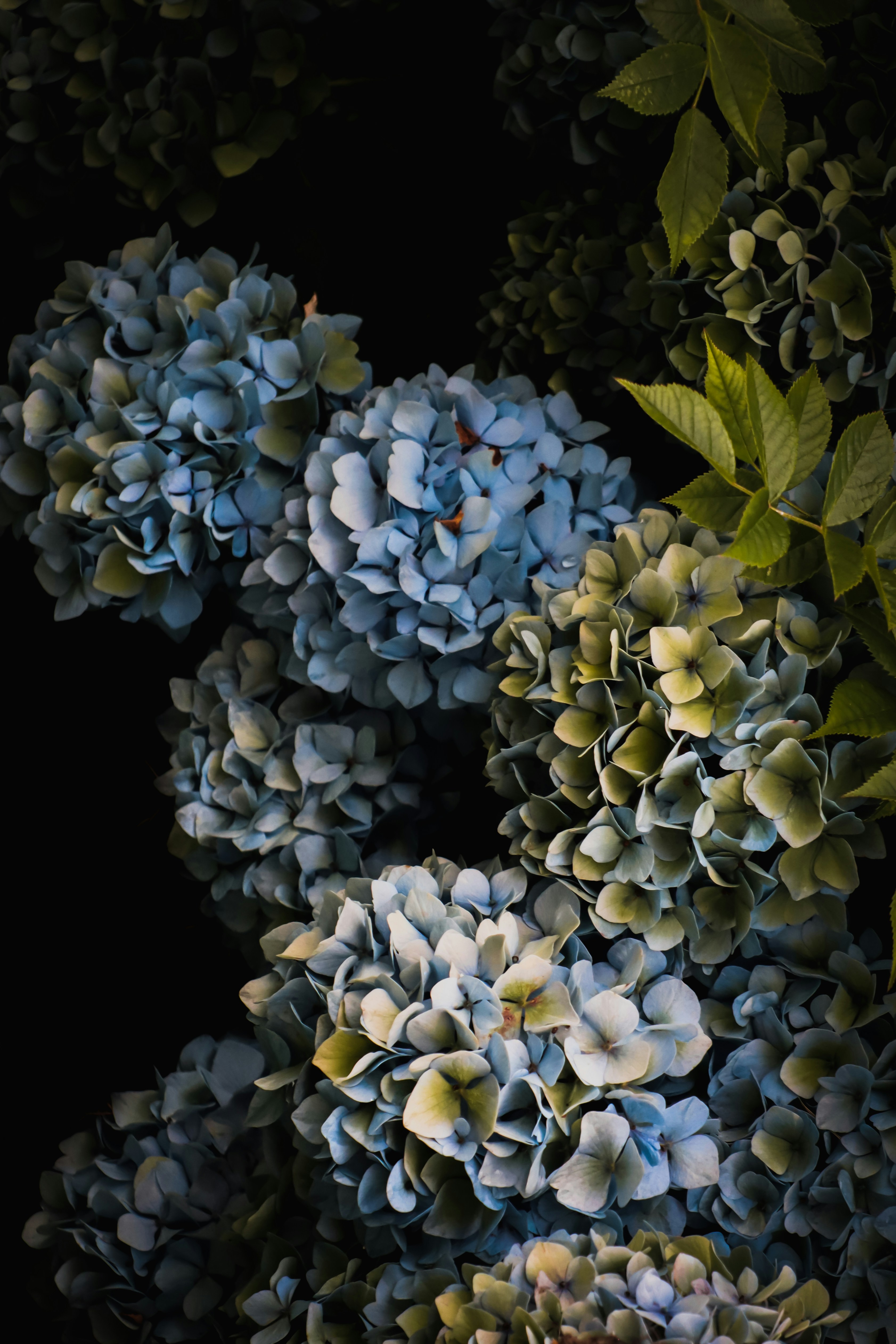 Blue Hydrangea Clusters in Velvet Night