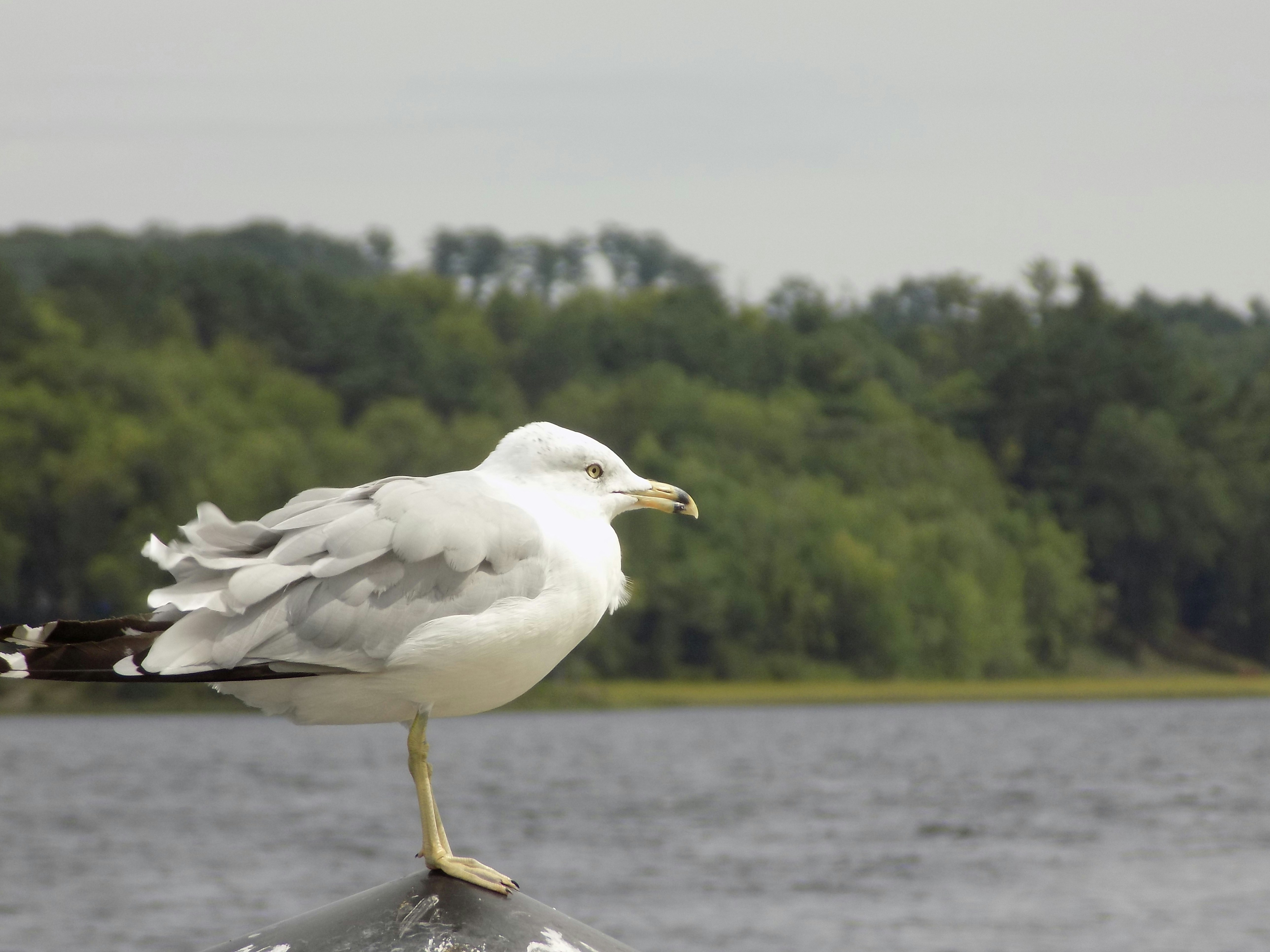 Seagull perched on a weathered post beside a calm body of water with a forested shoreline in the background. The composition centers the bird as the focal point.