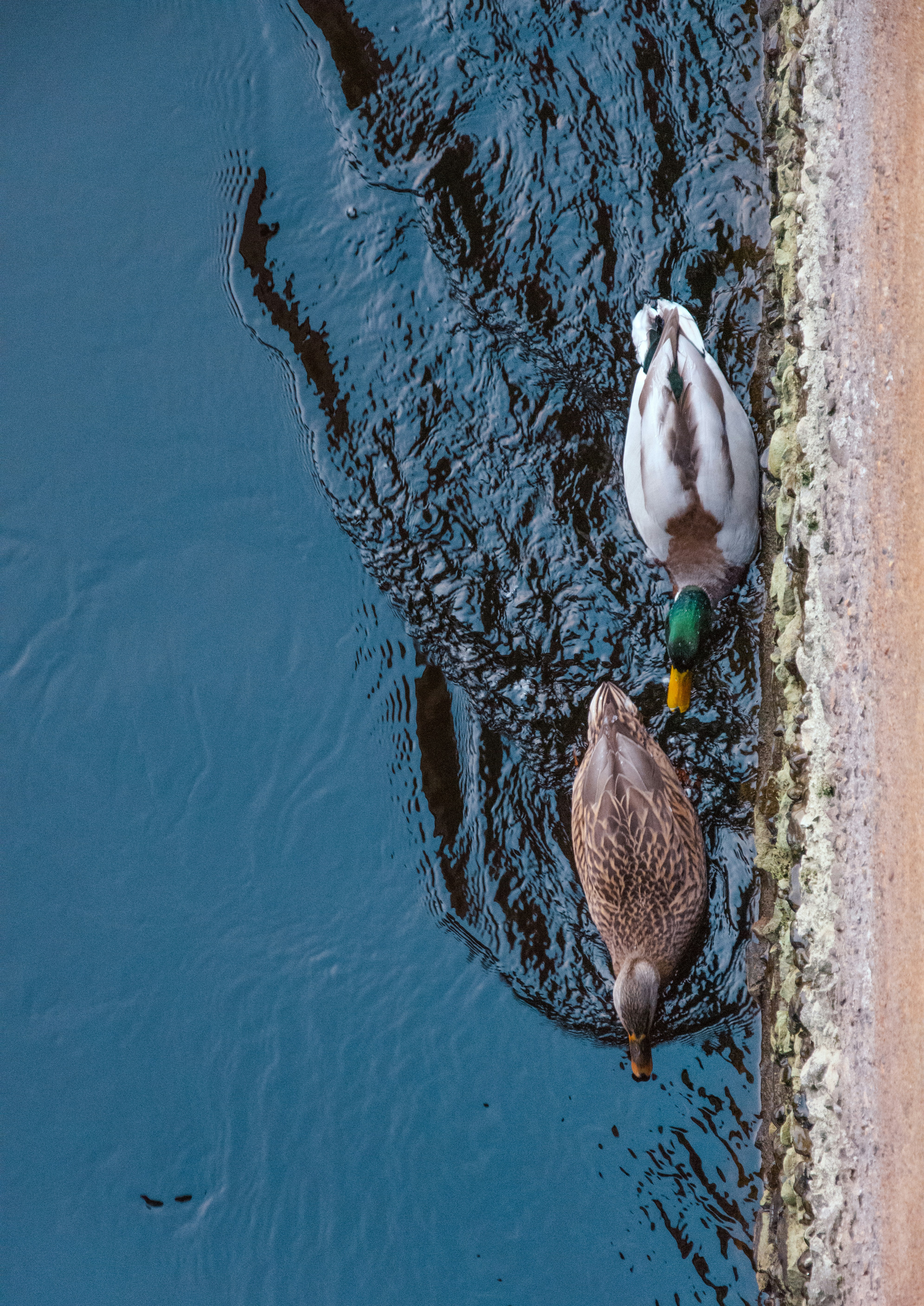 A couple of ducks floating on top of a body of water photo – Free Oulu ...