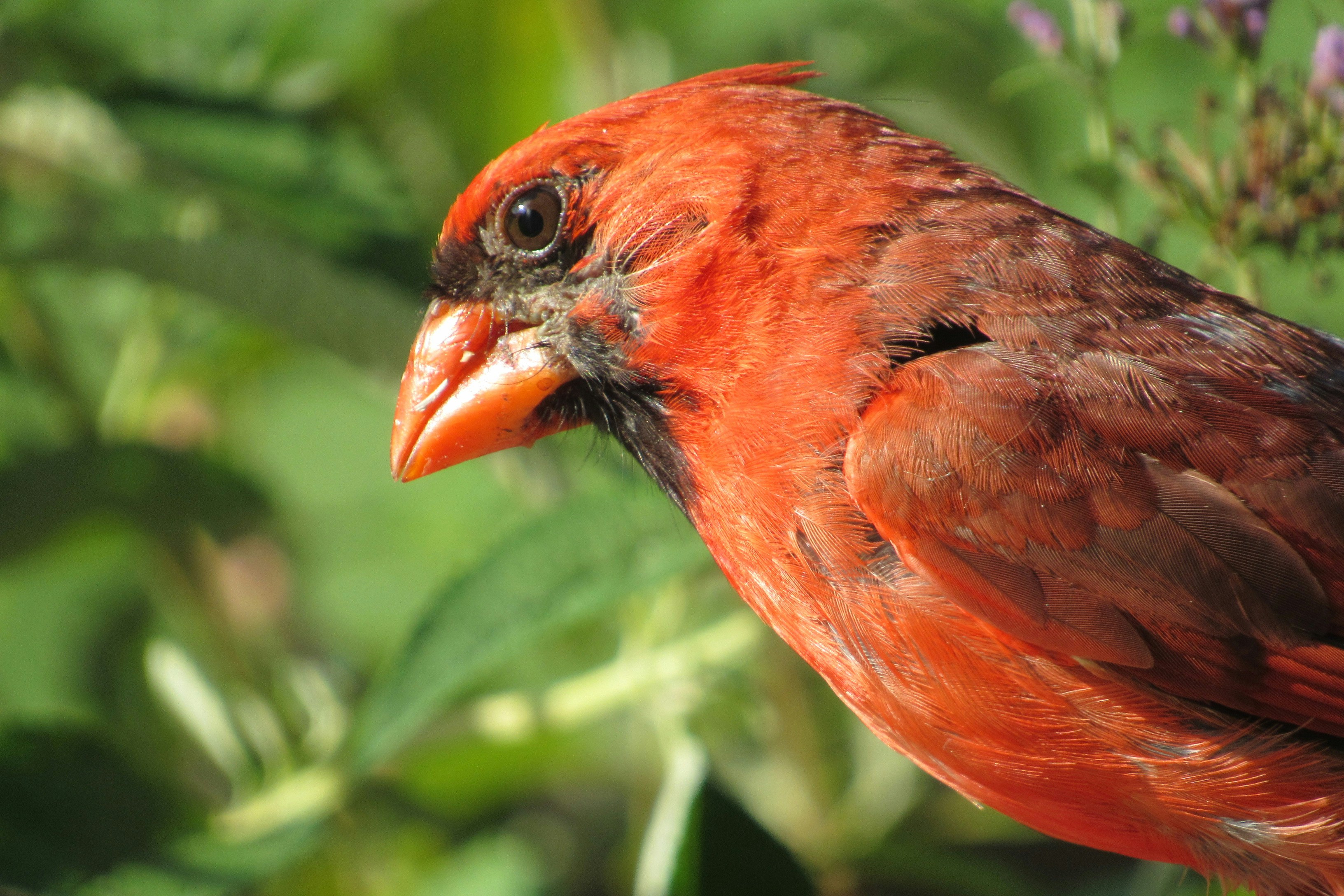Close up of a cardinals face