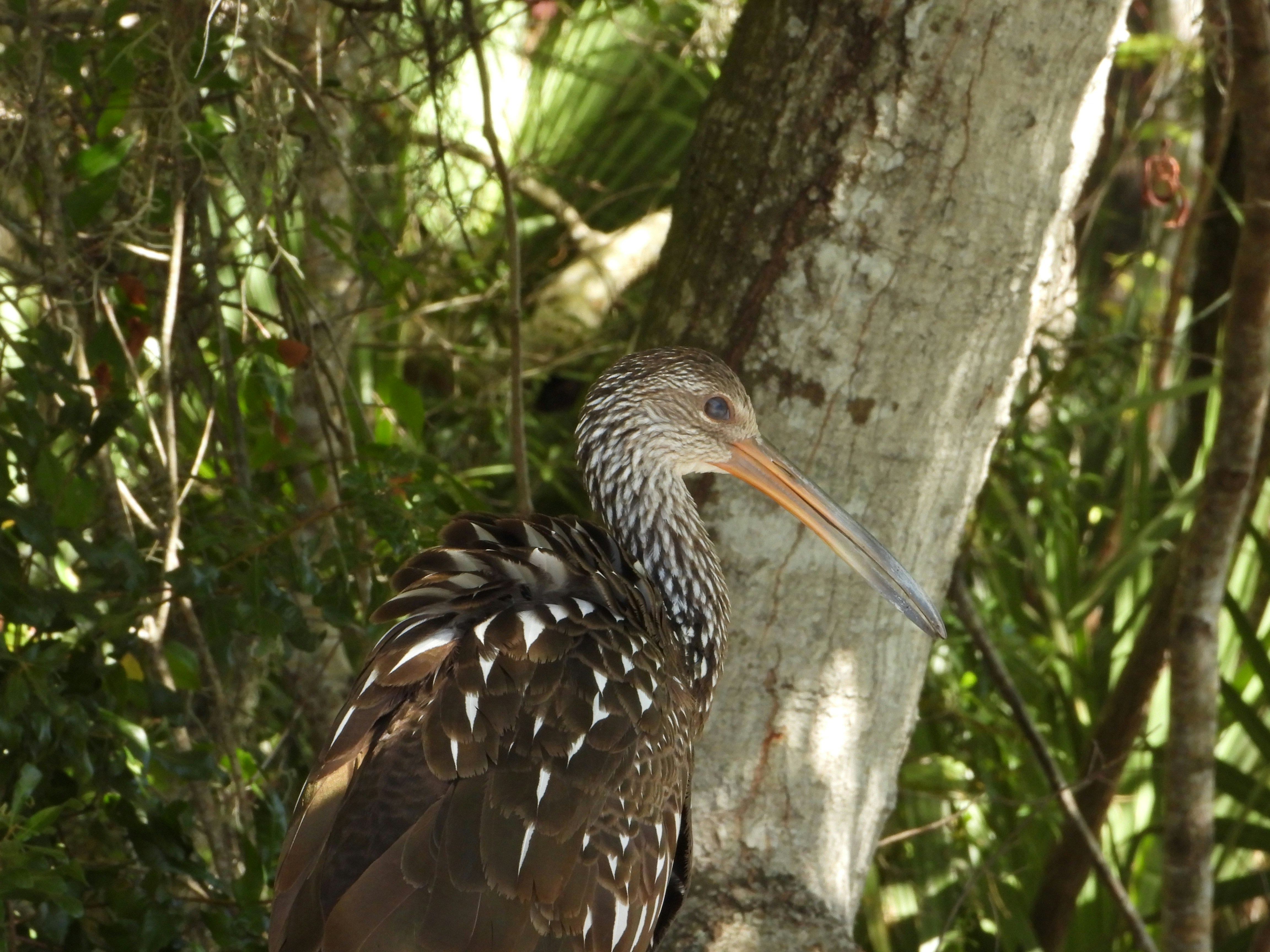 Limpkin standing beside a tree in dappled sunlight at a wooded park.