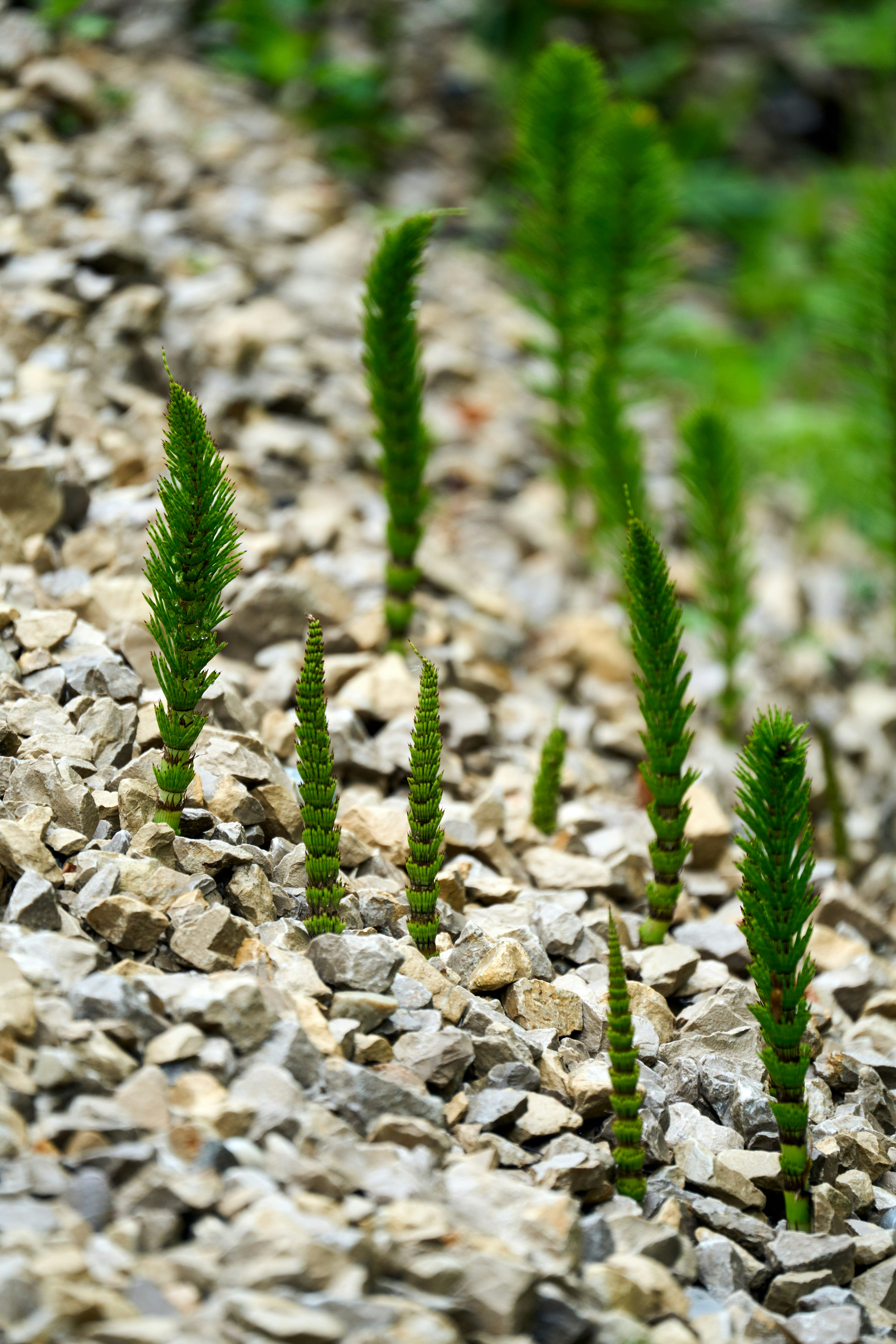 Emerald Spires Among Pebbles: A Macro Portrait of Tenacity