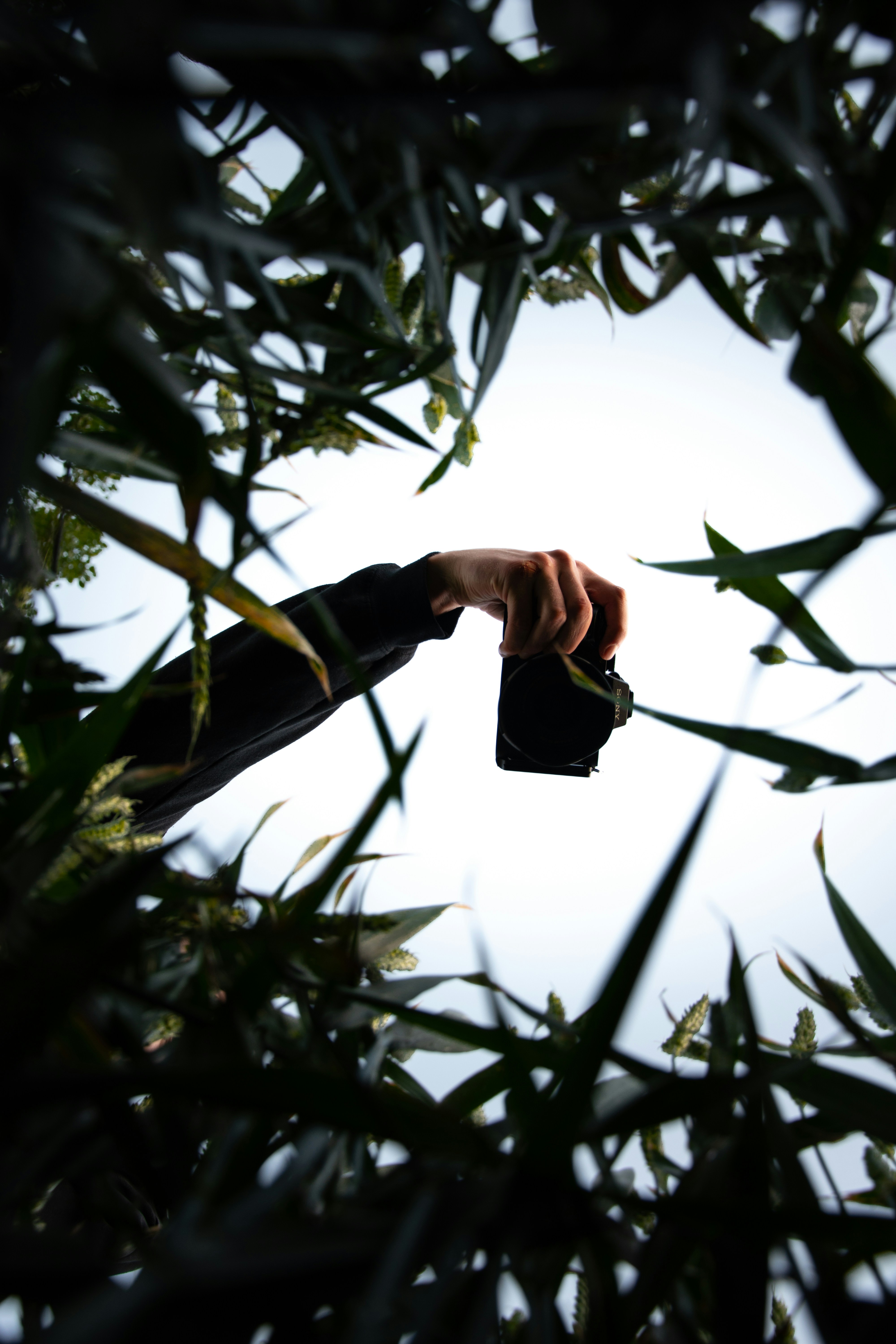 Through the Fronds: A Handheld Camera Reaches for the Sky
