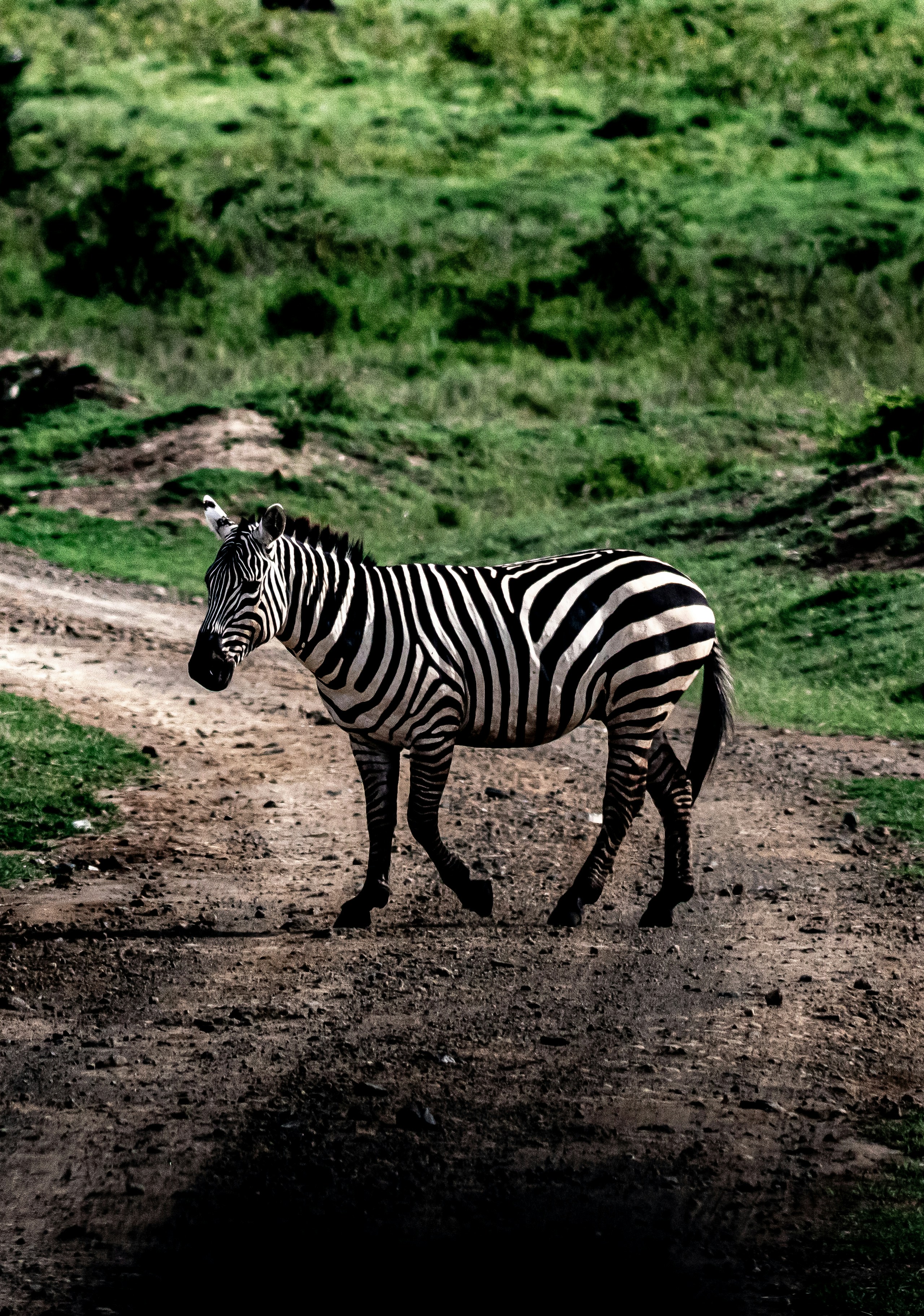 Trailbound Zebra: Stripes on a Rugged Dirt Path