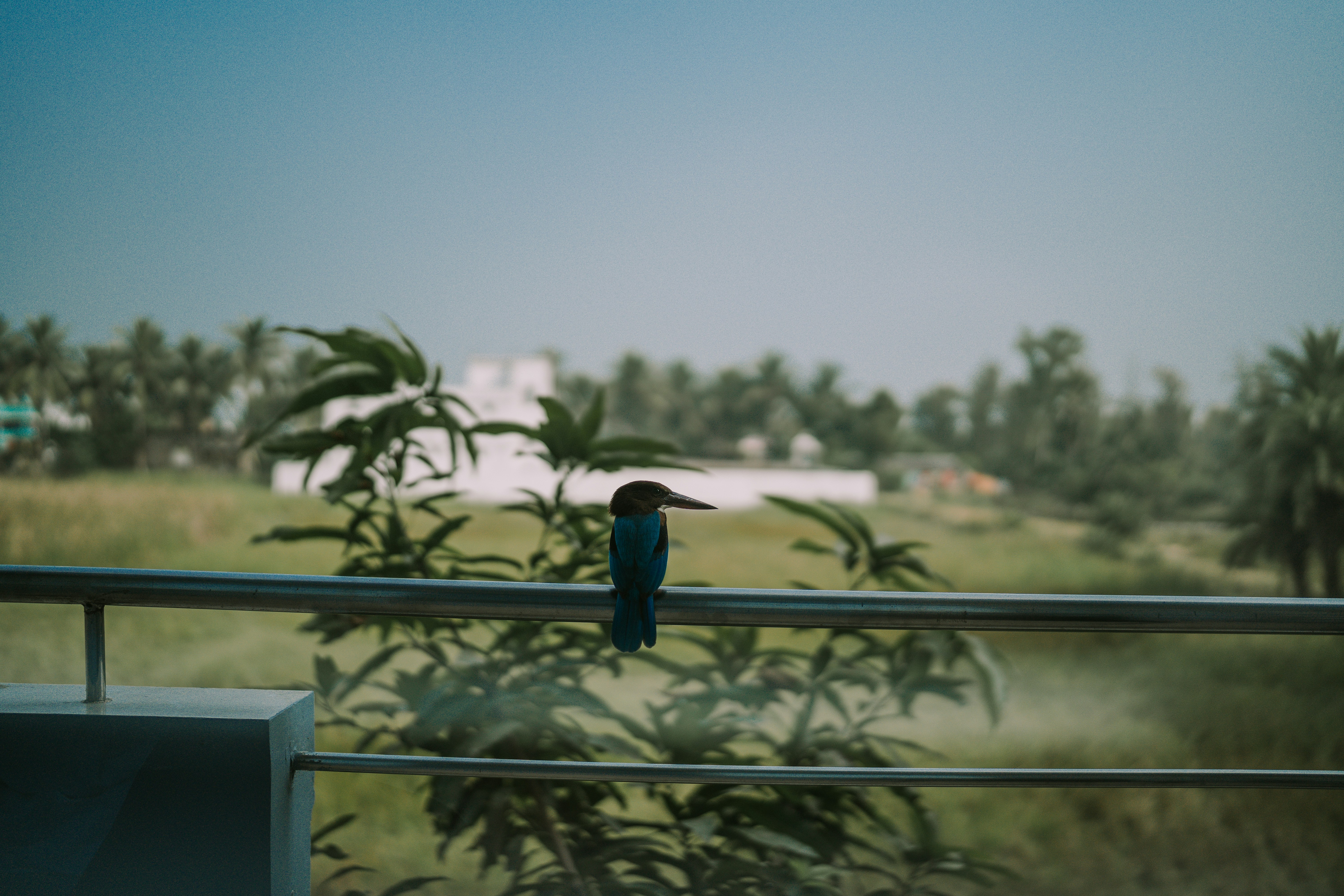 Perched Kingfisher on a Quiet Balcony Rail