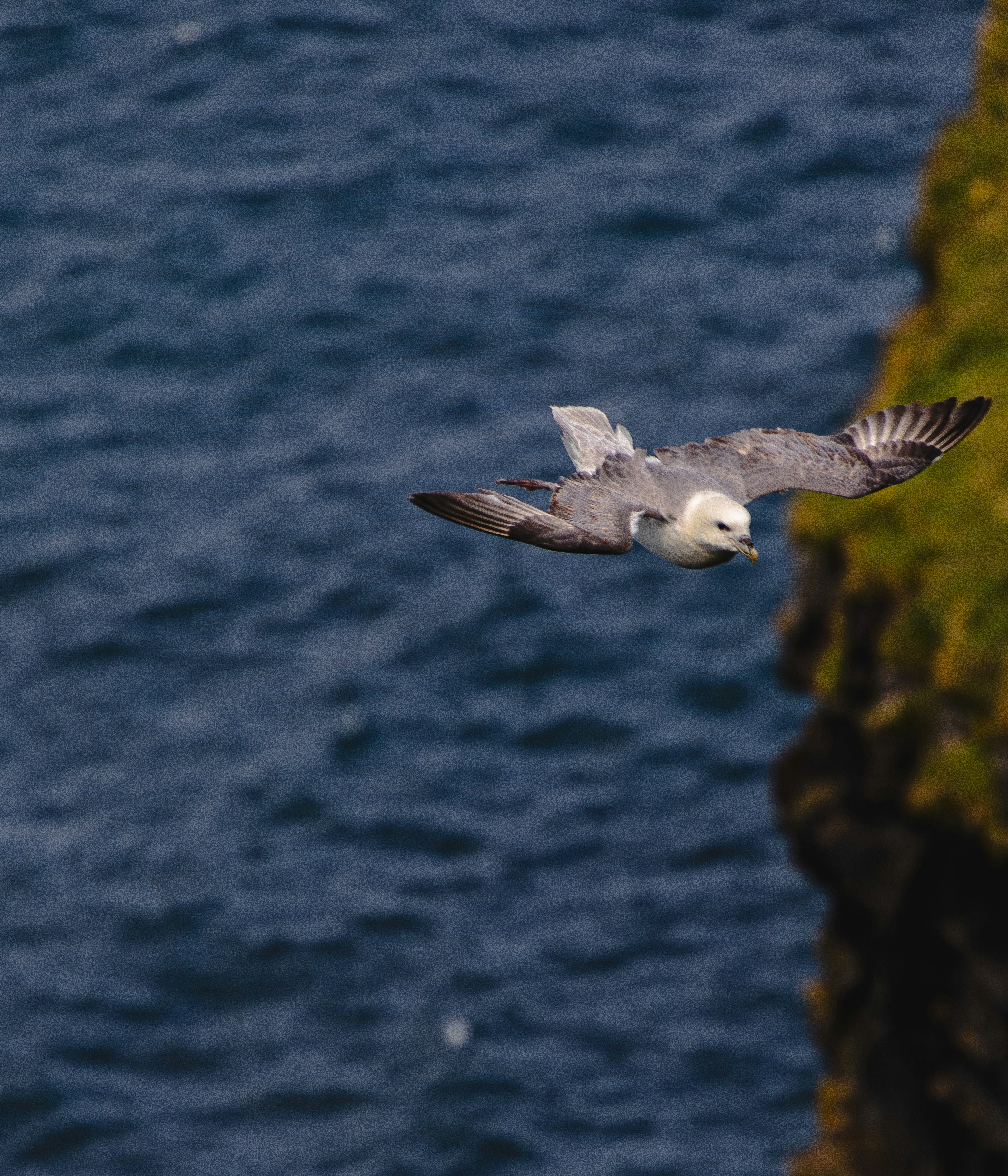 Gull in Glide Along a Cliff-Side Azure Sea