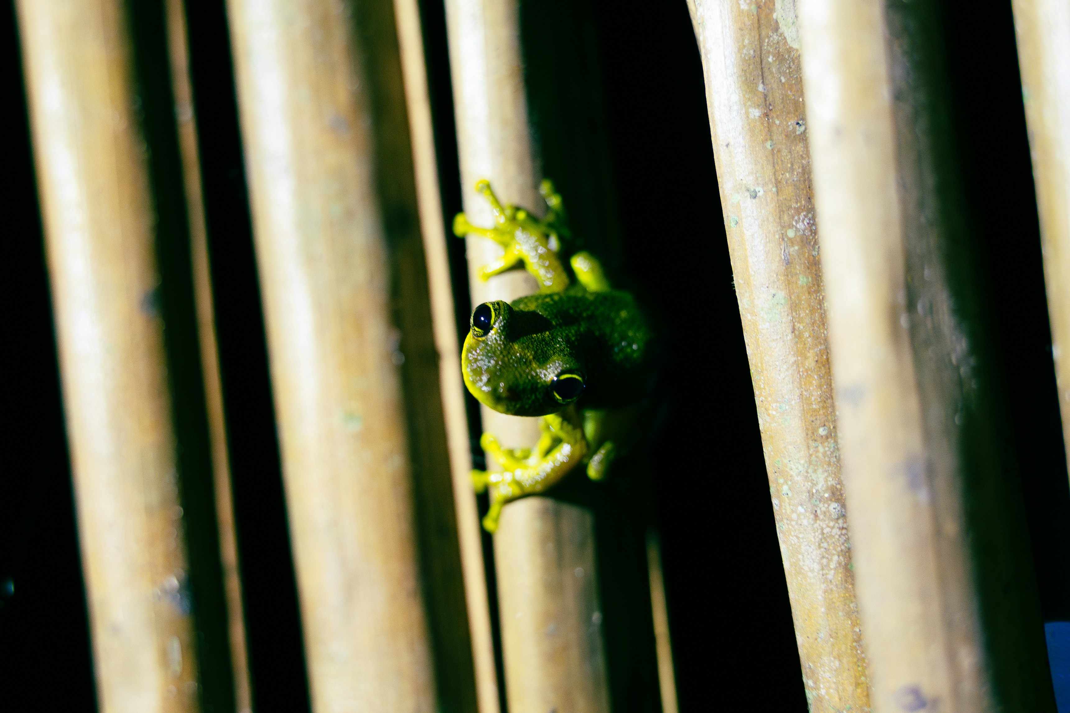 A green frog peeking out from behind a bamboo fence photo – Free Jungle ...