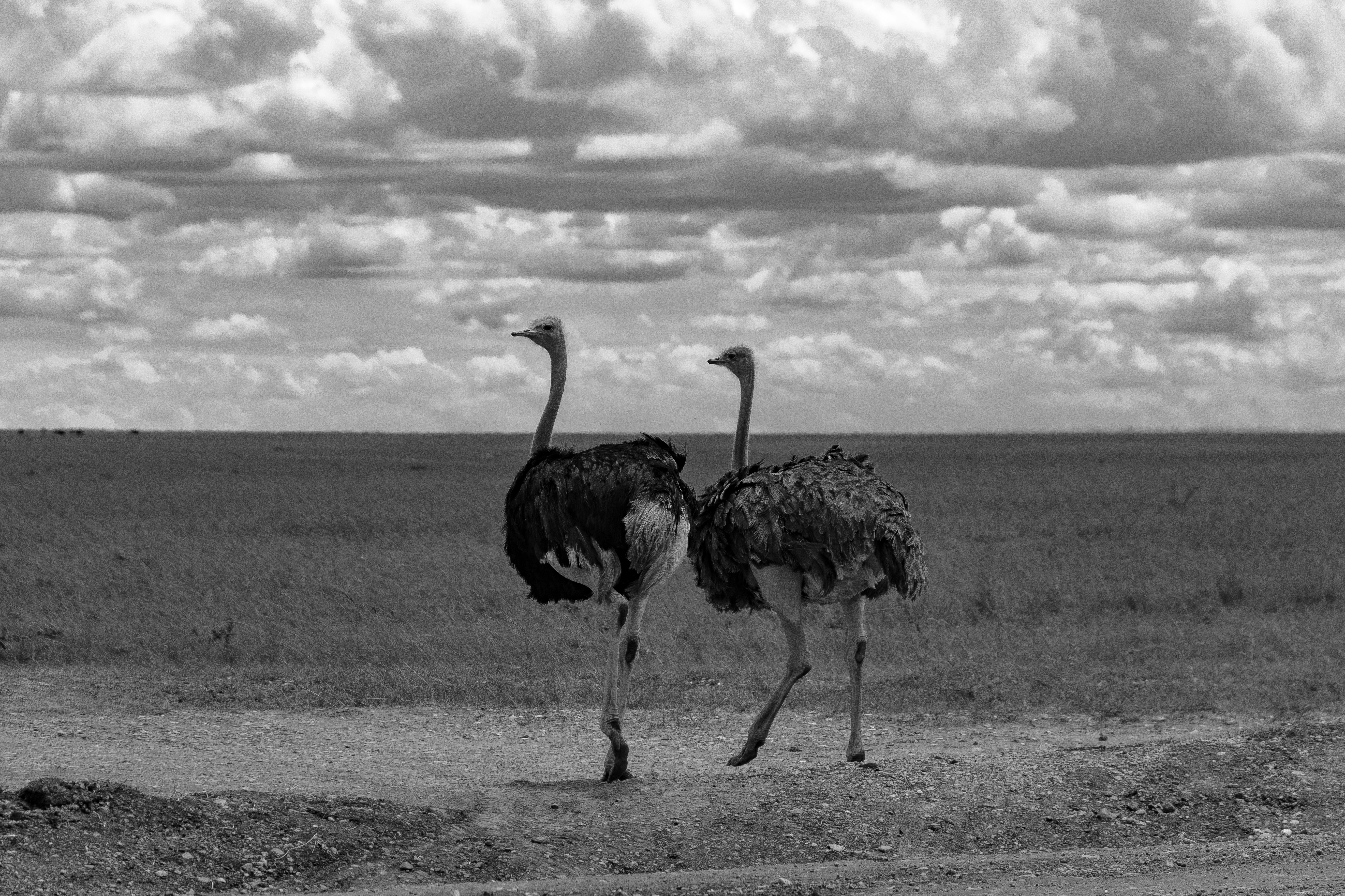 2 ostriches
