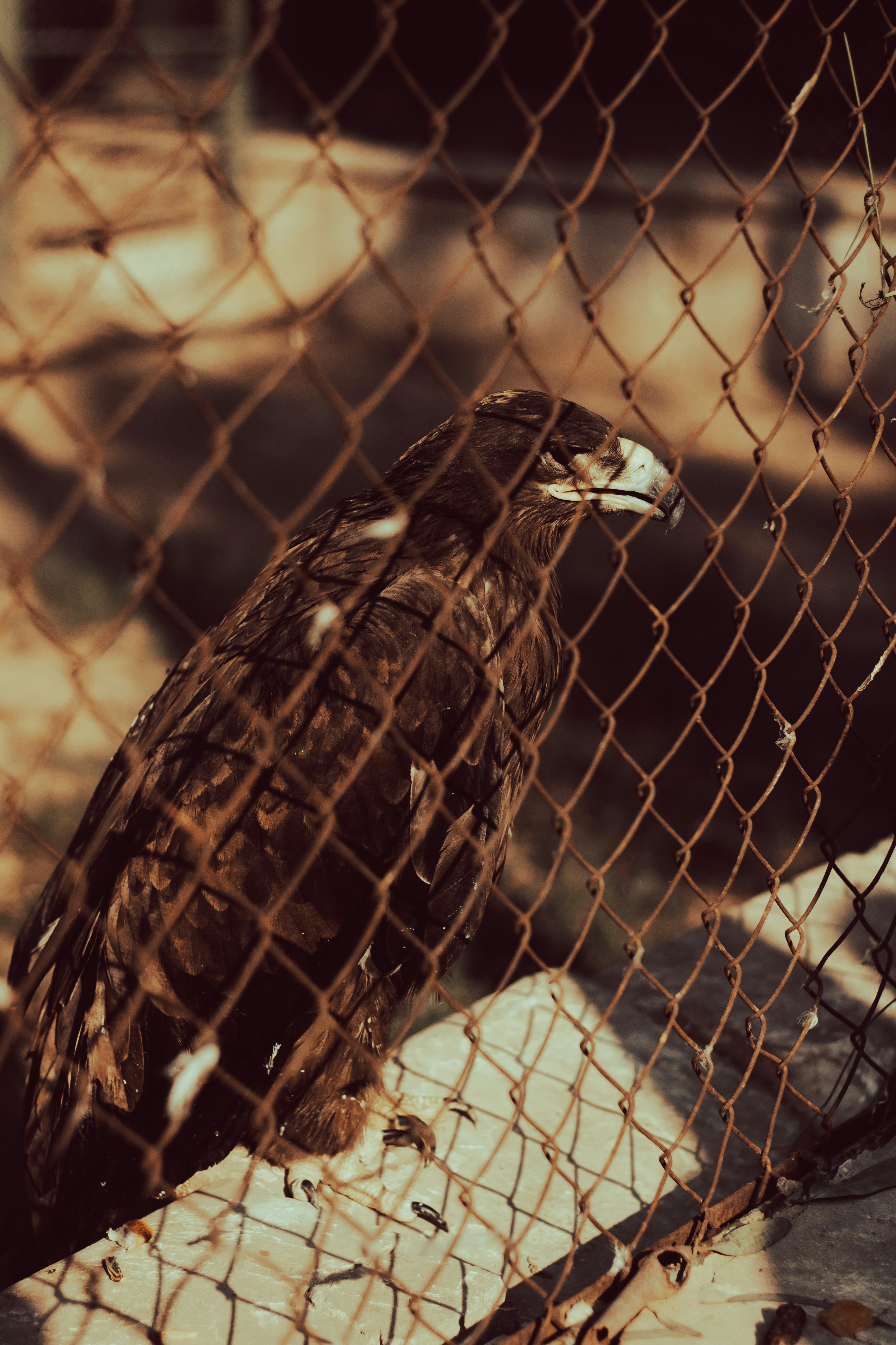 A bird sitting on a ledge behind a chain link fence photo – Free Wild ...