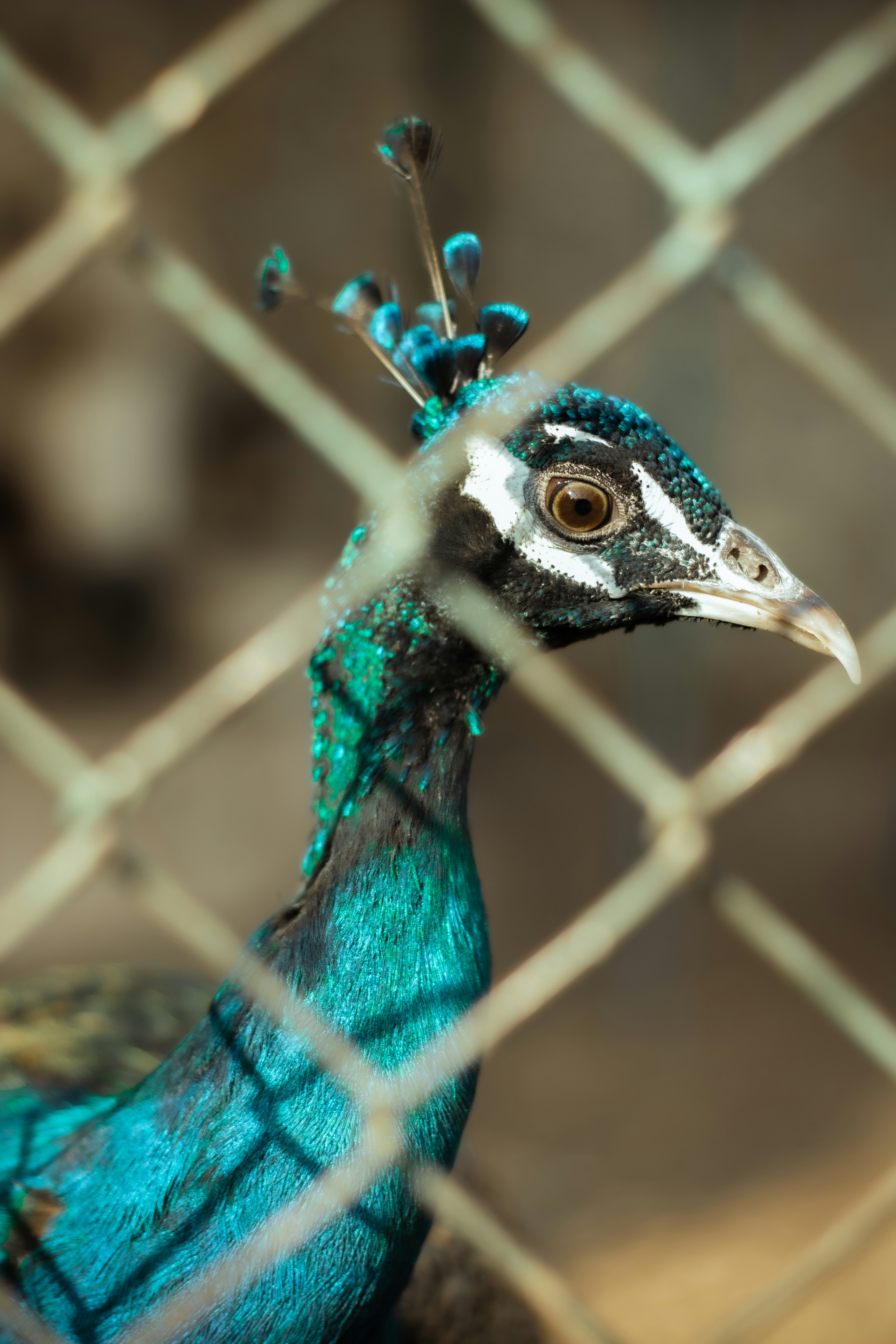 Emerald Crest: A Peacock’s Gaze Through Chain-Link Veil