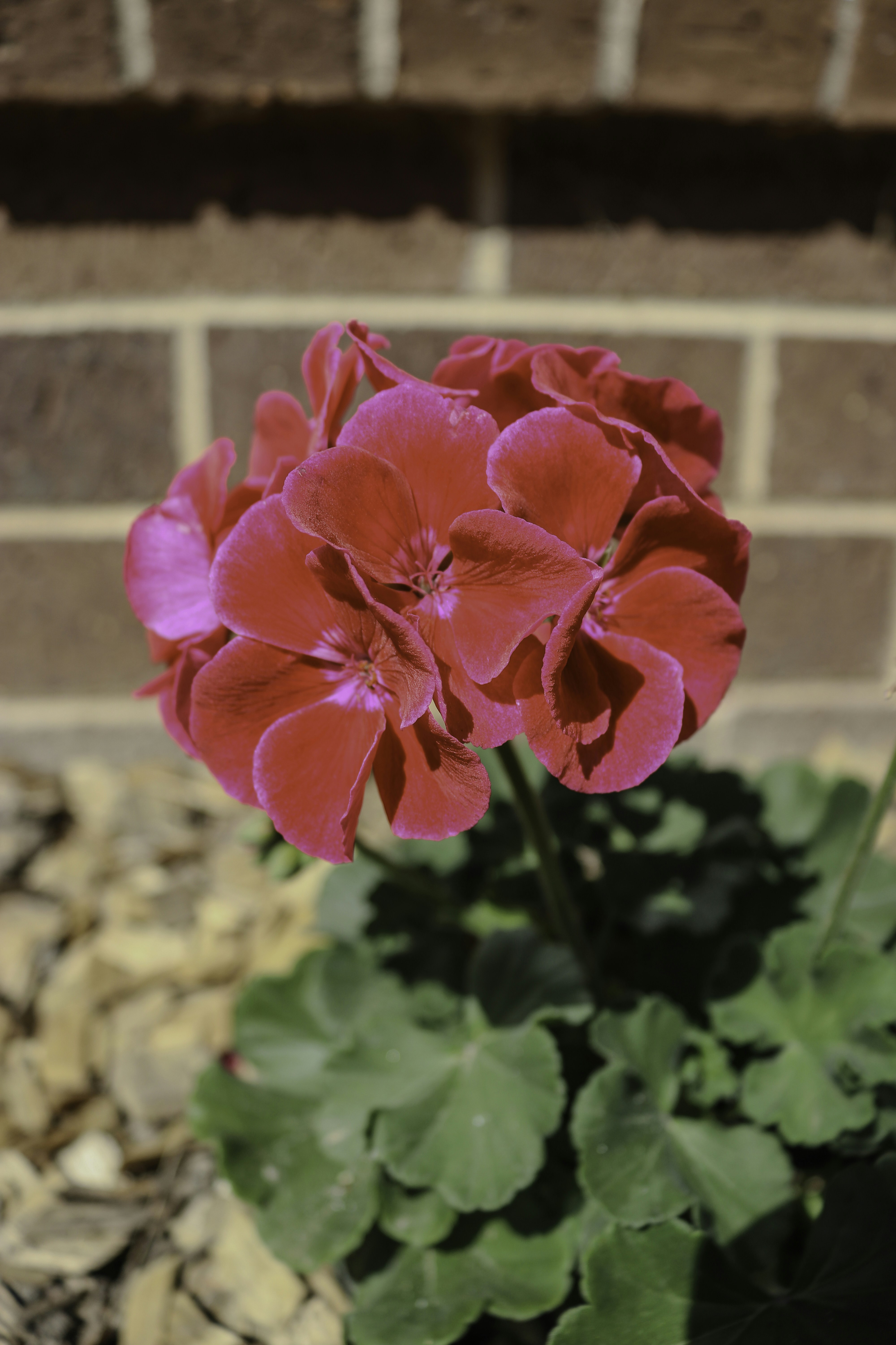 Sunlit Crimson Geranium: Velvet Petals Against Brick