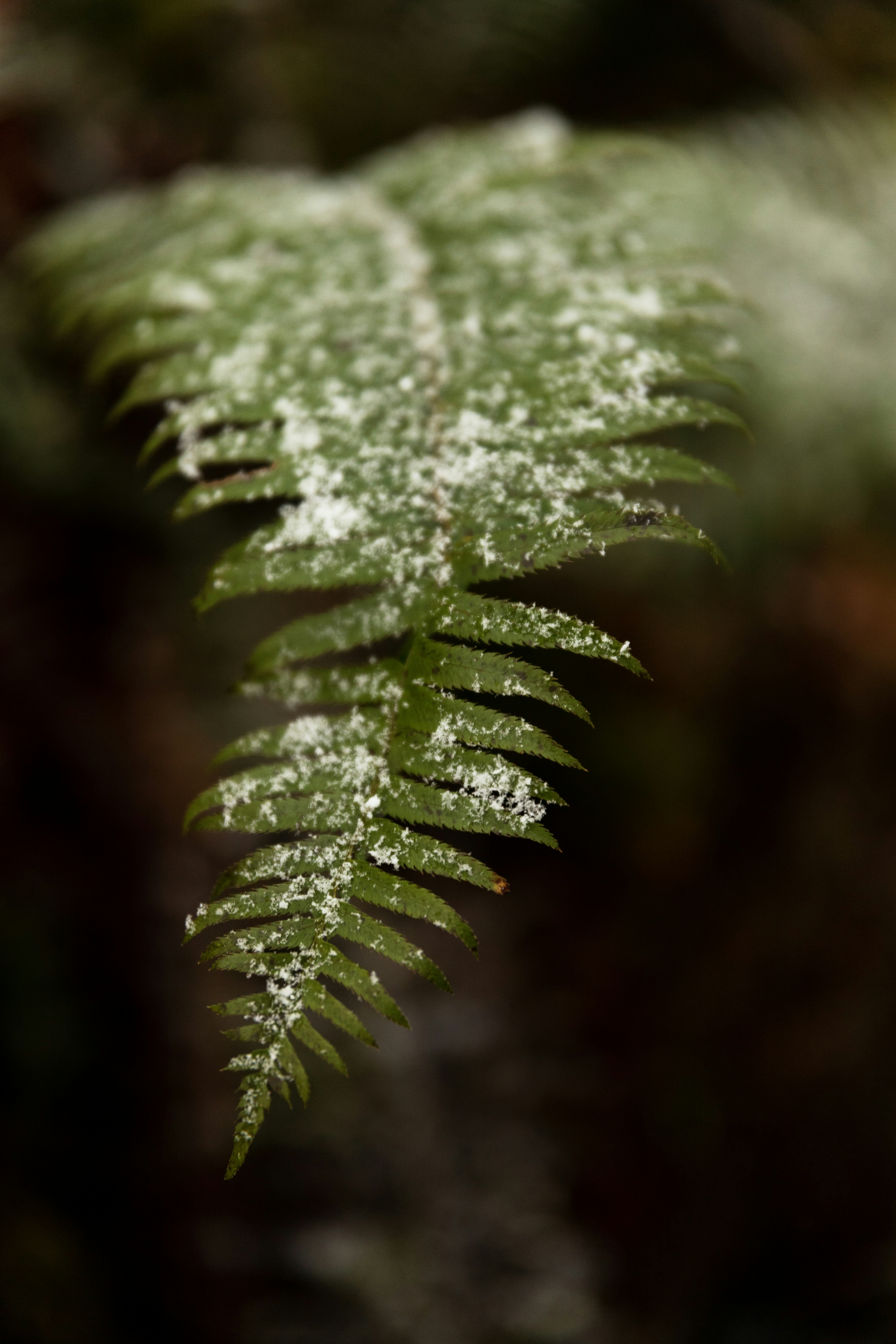 A close up of a fern leaf with snow on it photo – Free Snow Image on ...