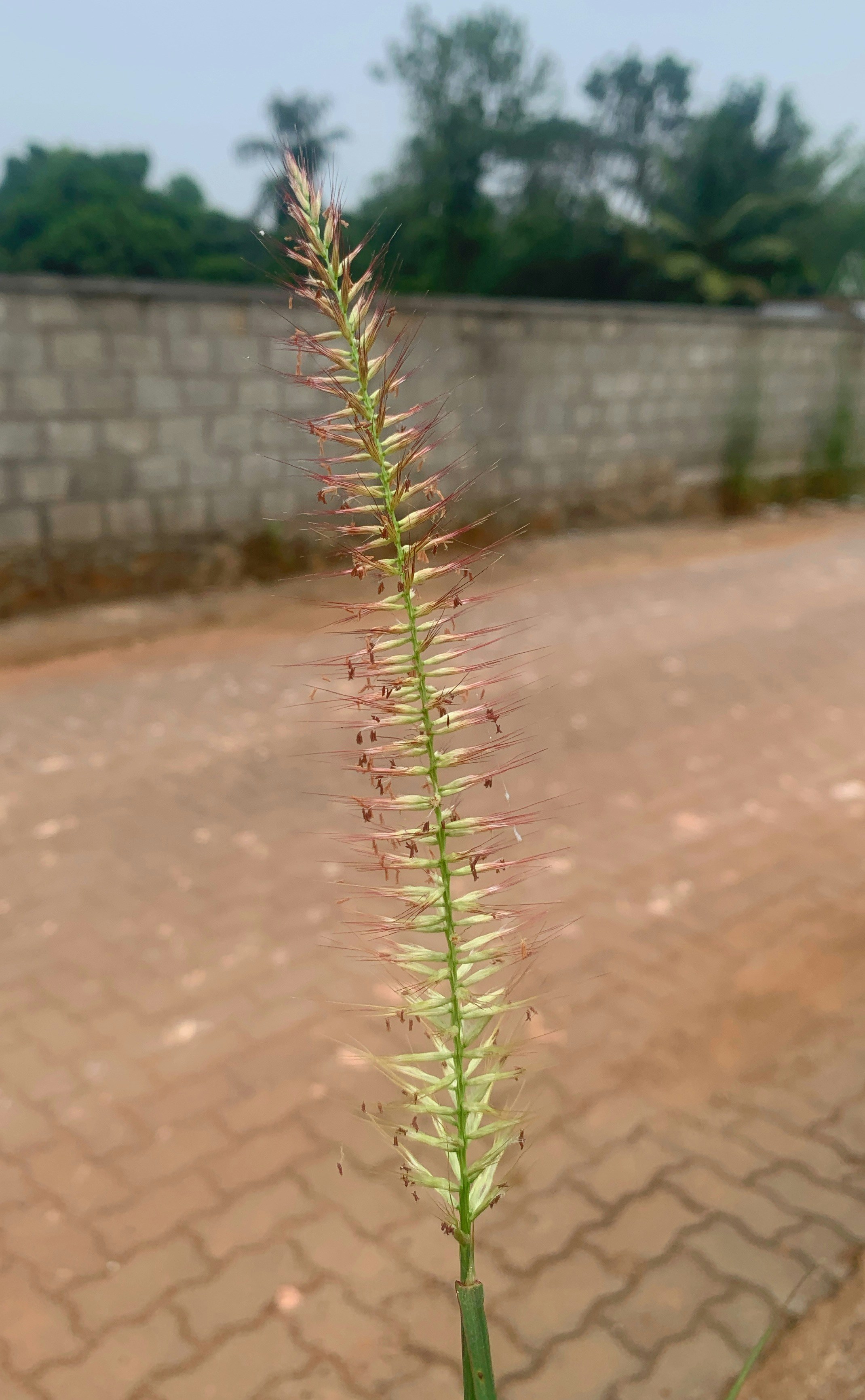 a close up of a plant near a brick wall