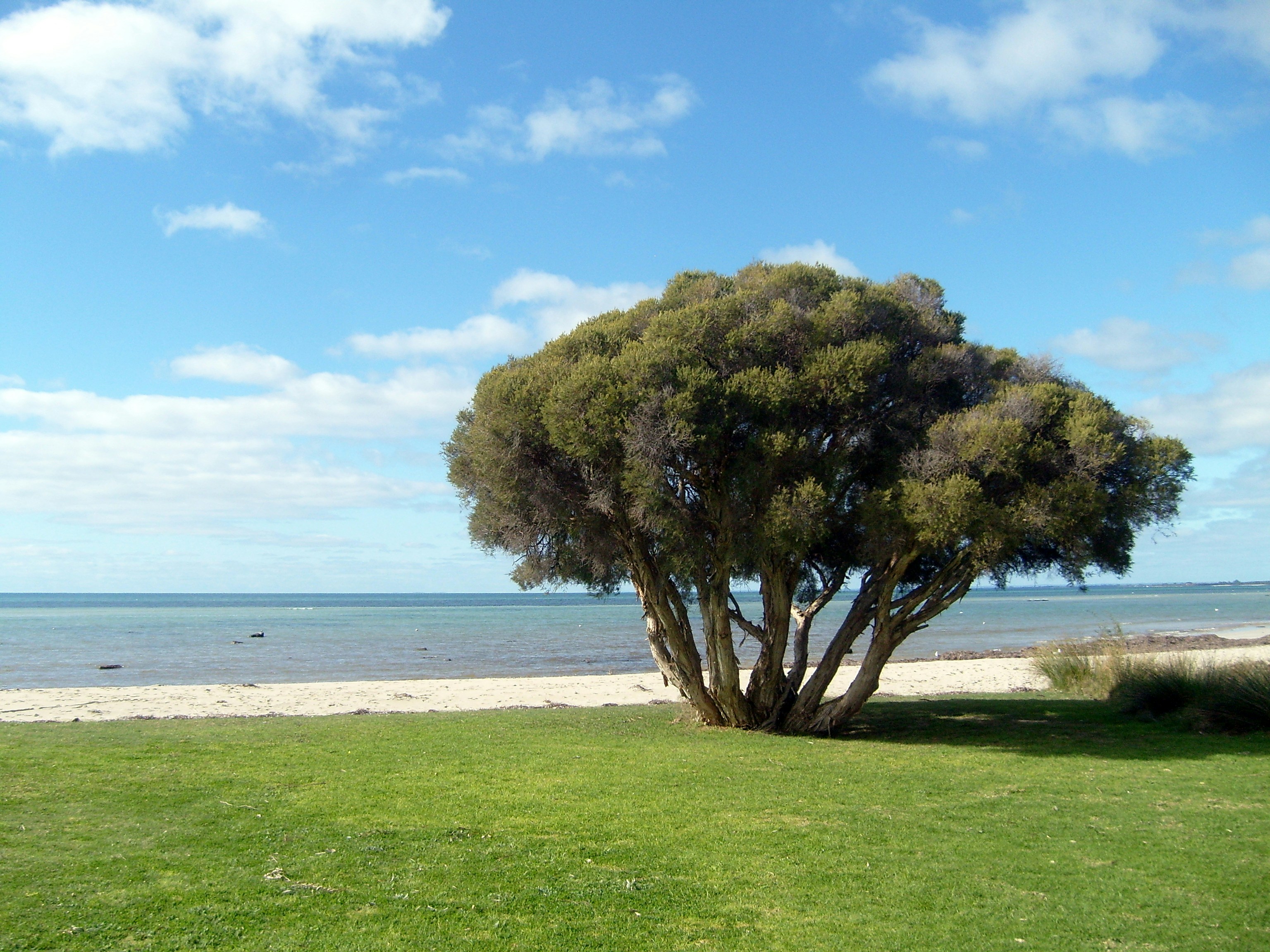Multi-Trunk Coastal Tree Framed by a Calm Beach Sky