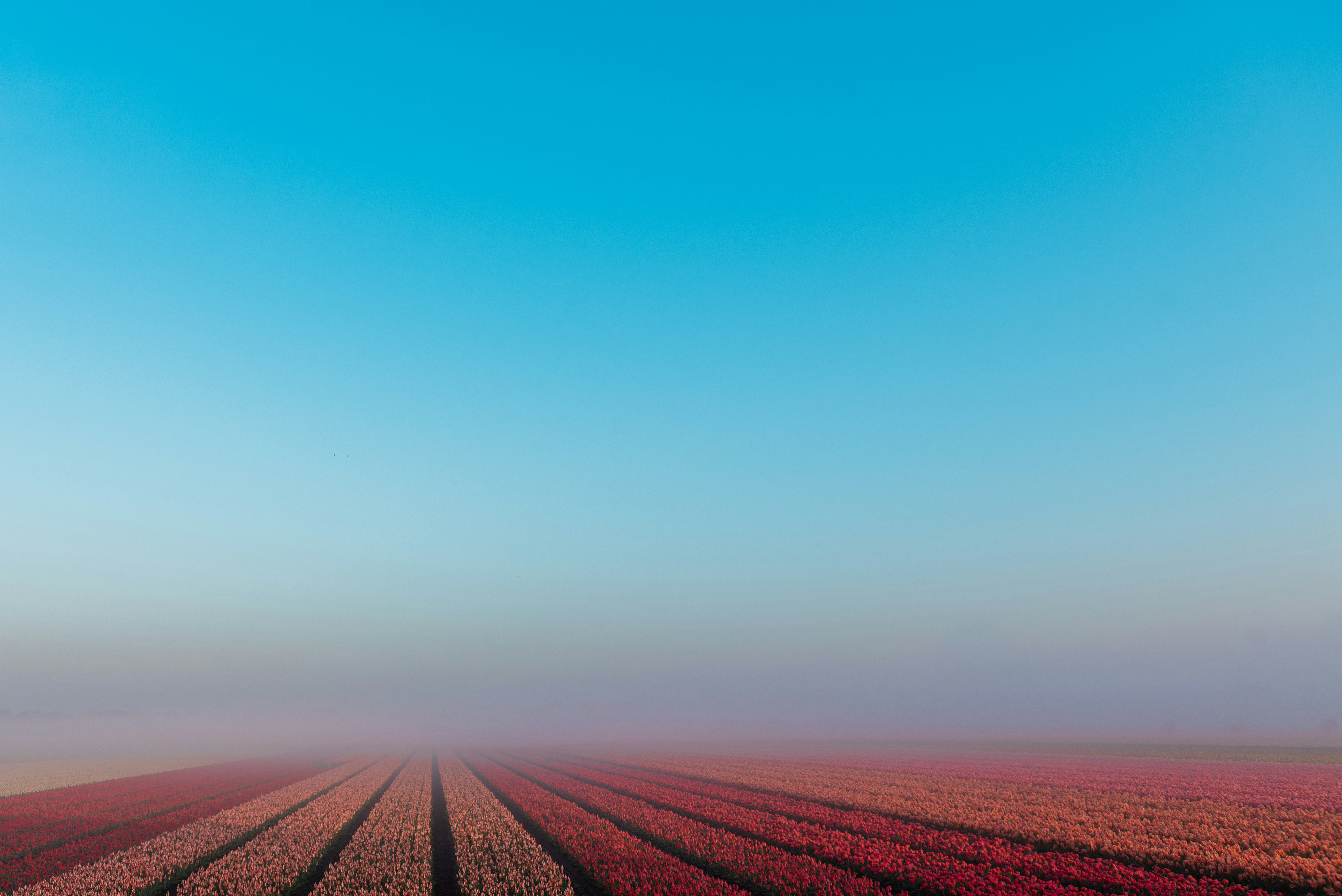 Whispers of Morning: A Tulip Symphony