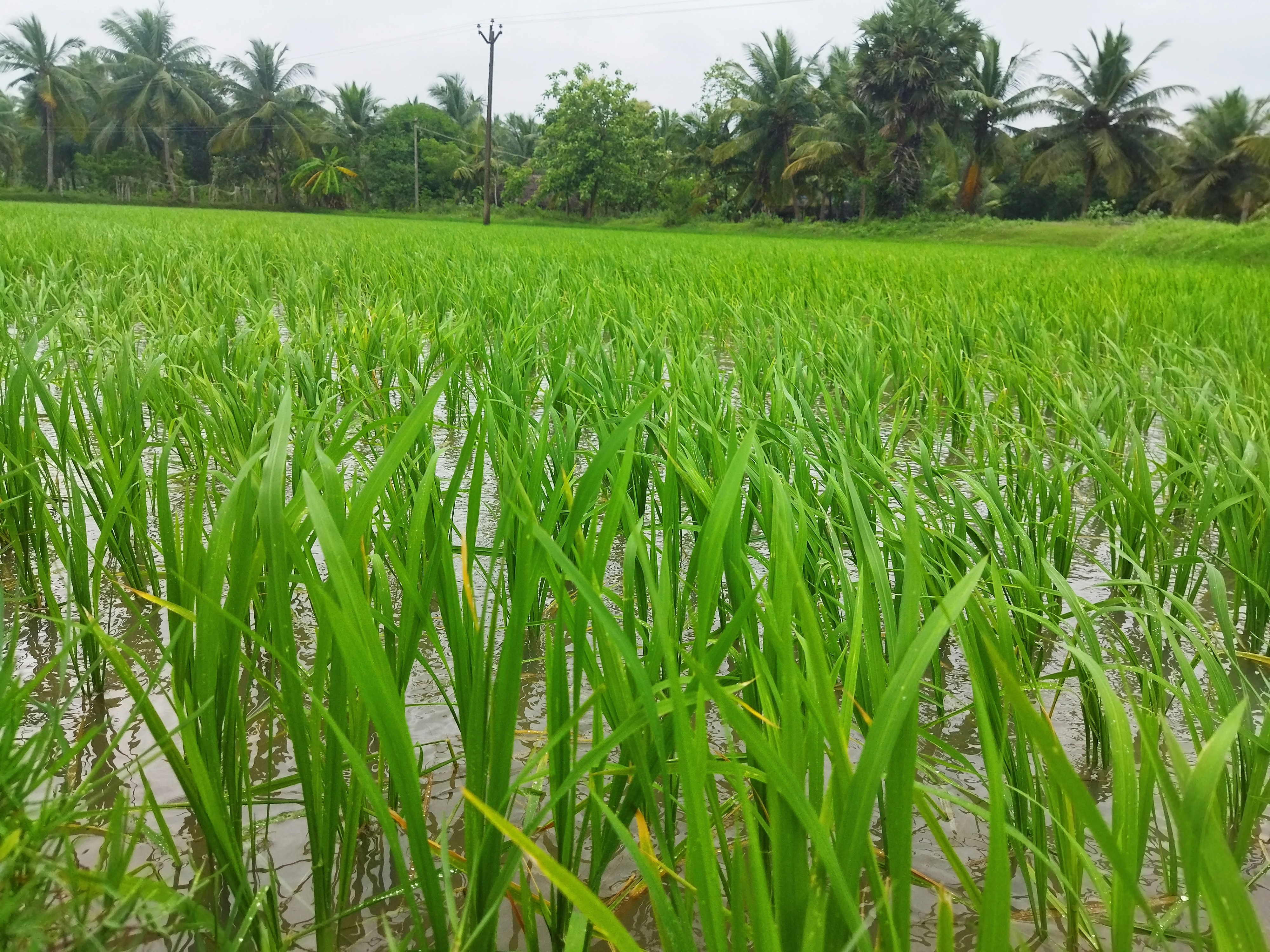 Failure Analysis in US Rice Production