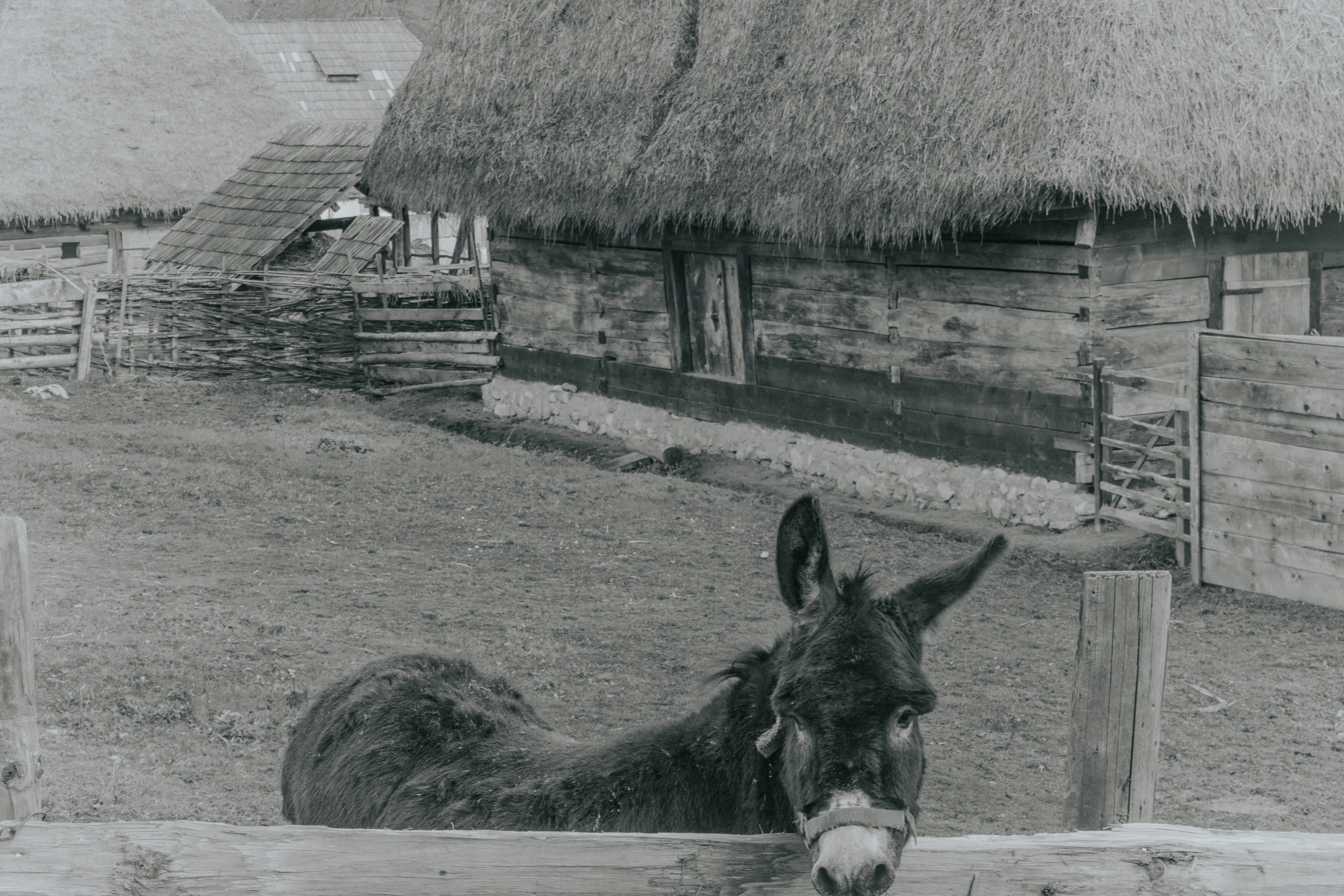 Donkey at the Fence: Quiet Farmyard in Monochrome