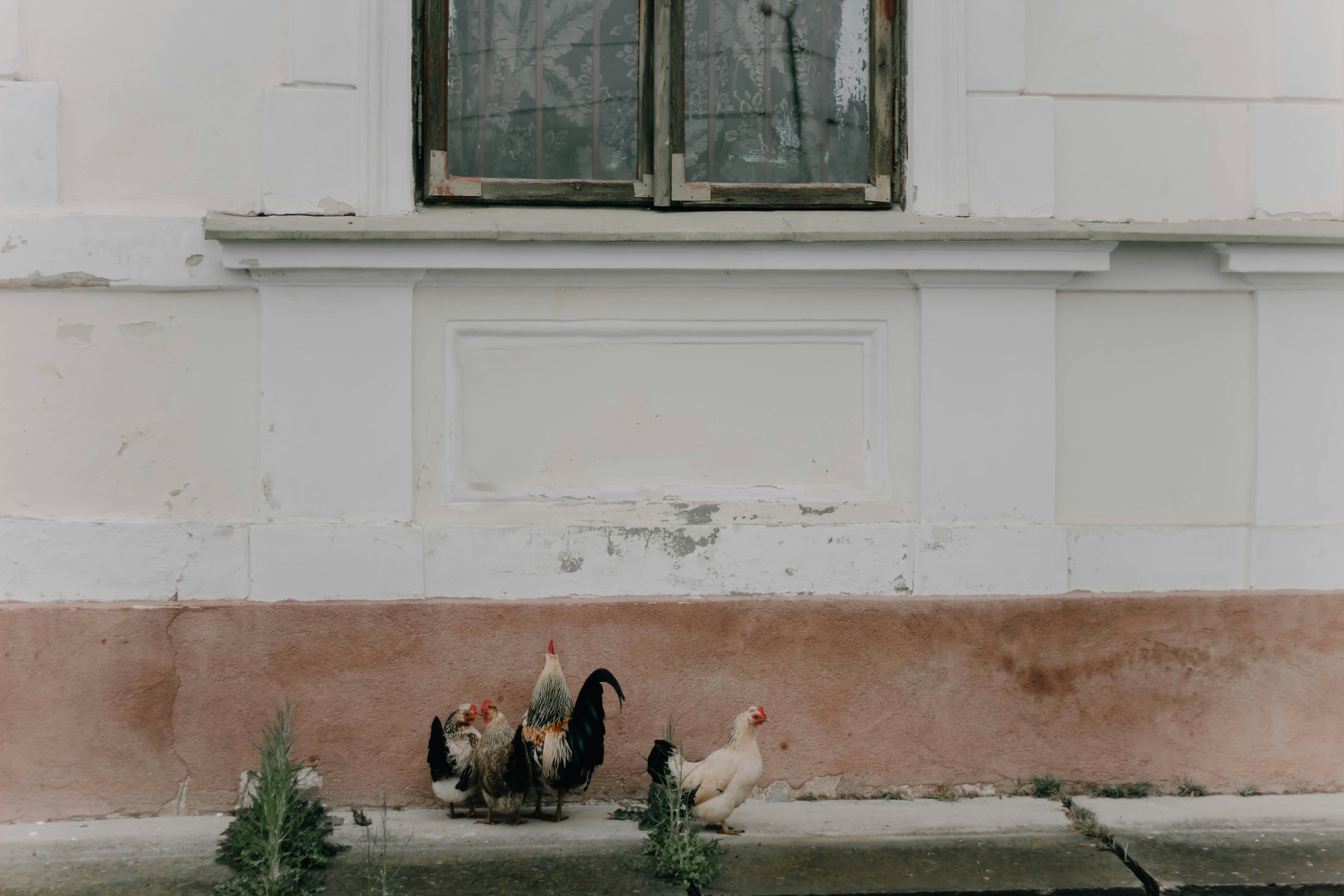 A group of chickens standing in front of a window photo – Free Animal ...
