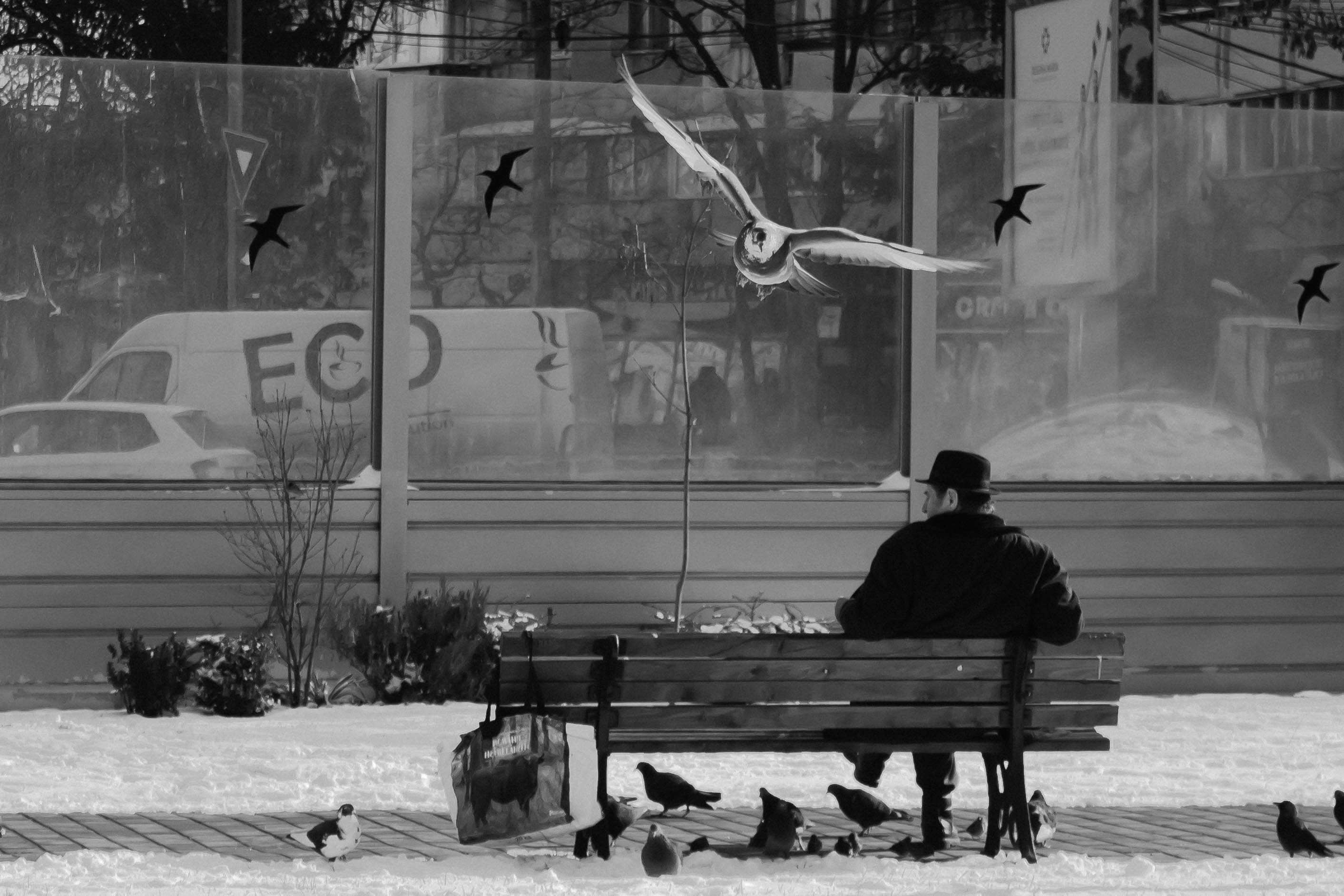 Black-and-white photo of a person sitting on a park bench surrounded by birds, with a seagull in mid-flight above a snowy ground.
