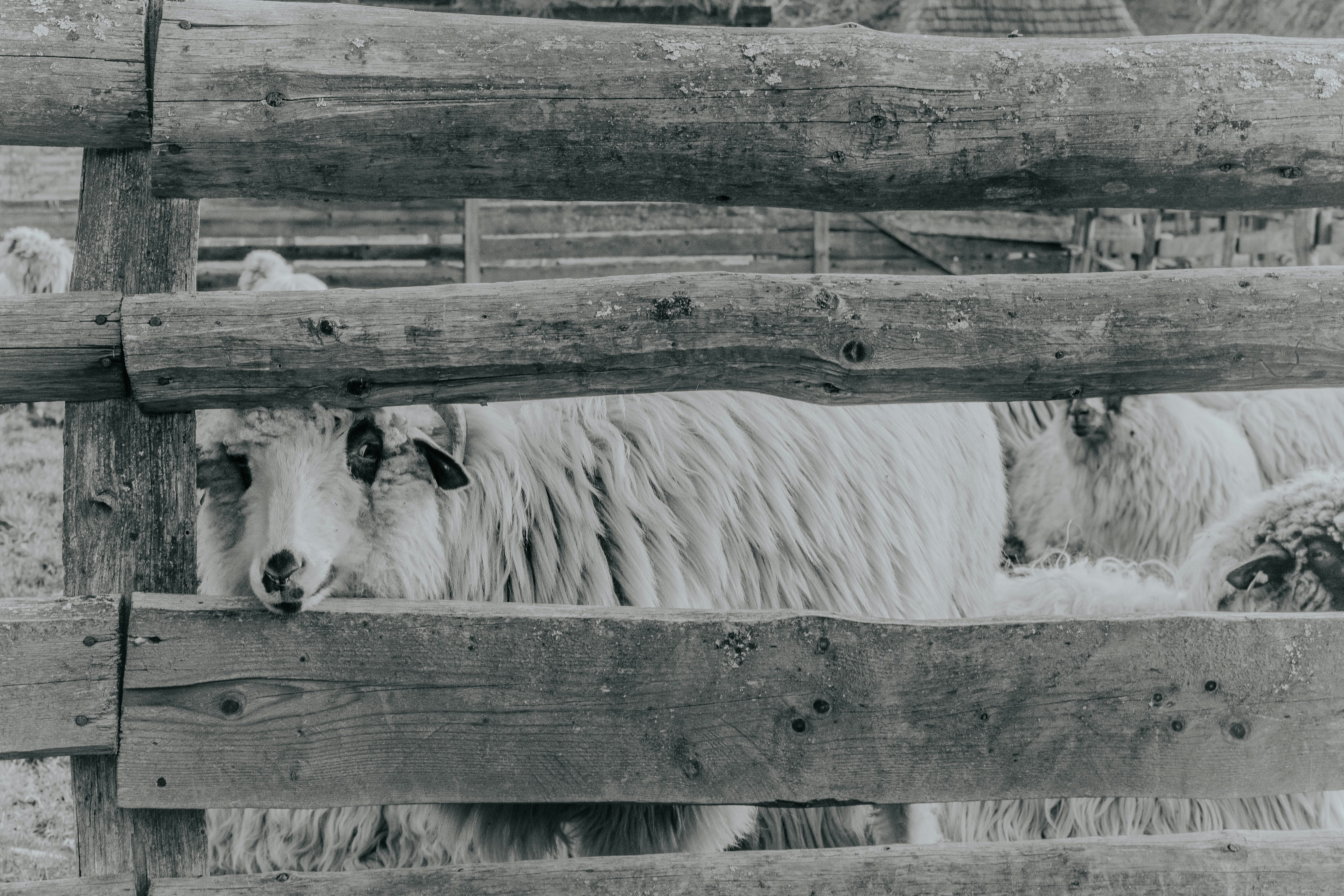 Photo by Maria Oleacu with Canon EOS 1300D