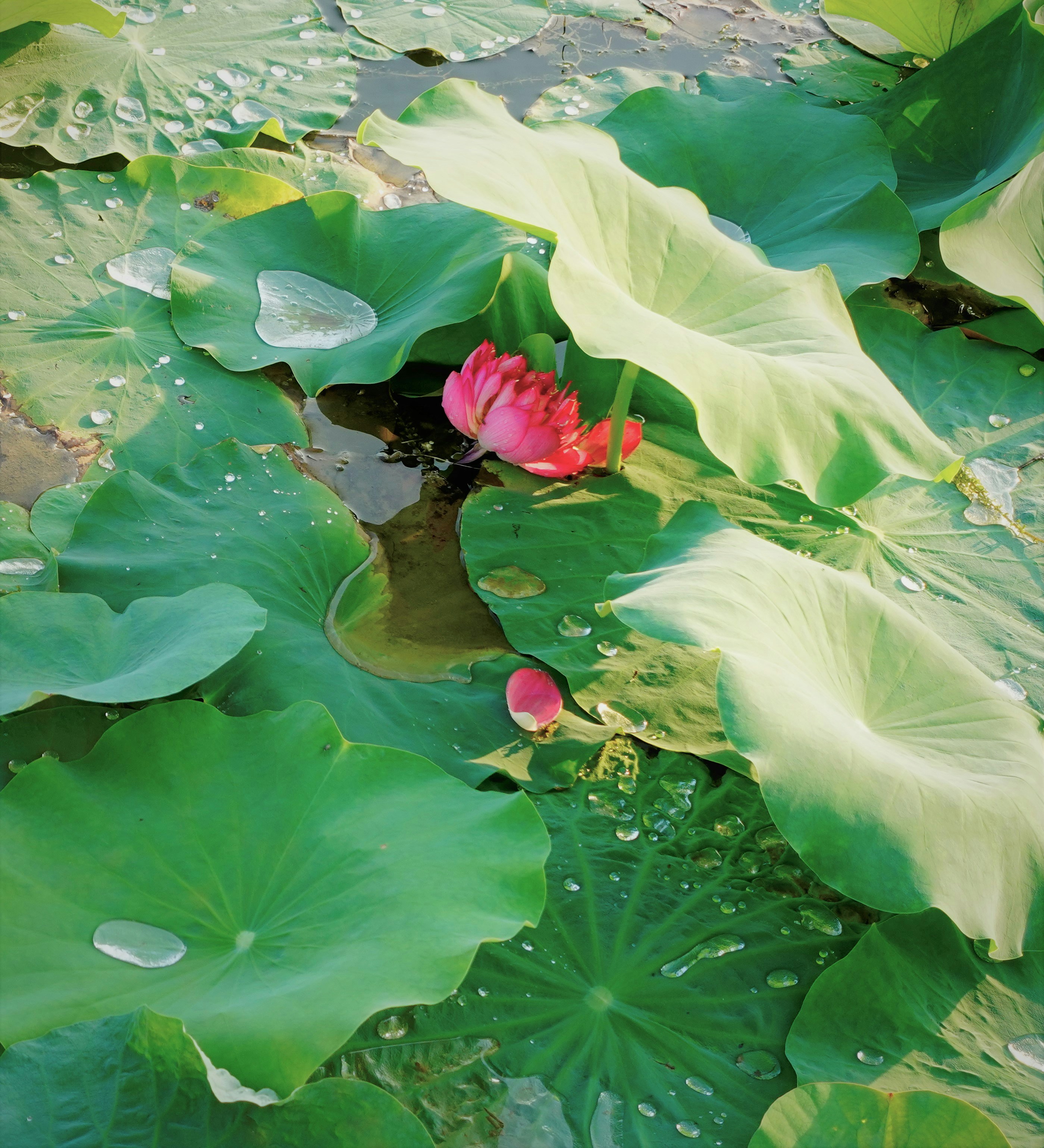 Pink lotus bud peeks through a bed of broad green lily pads on a calm pond.