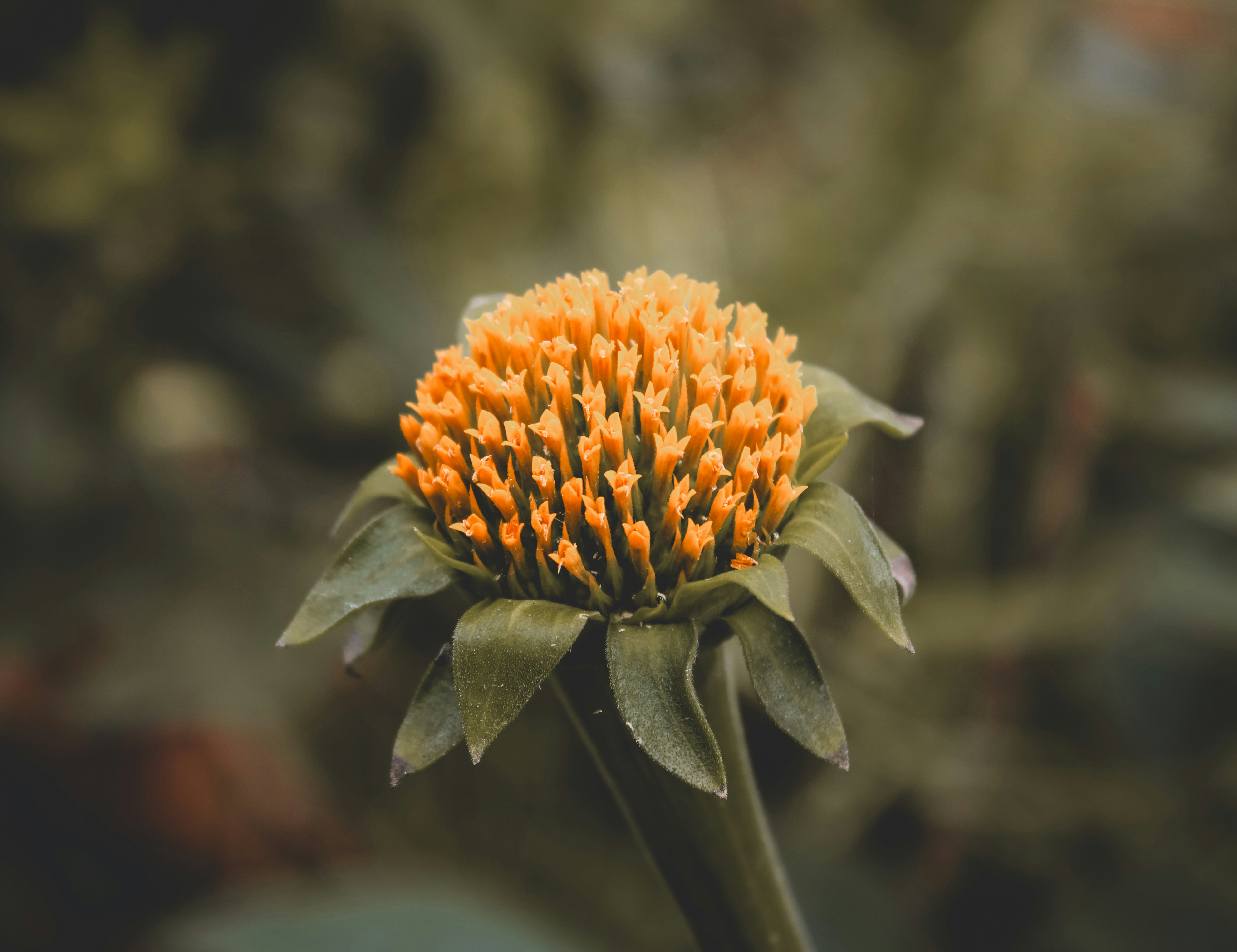 Amber Globe in Focus: Macro Moment in a Quiet Garden