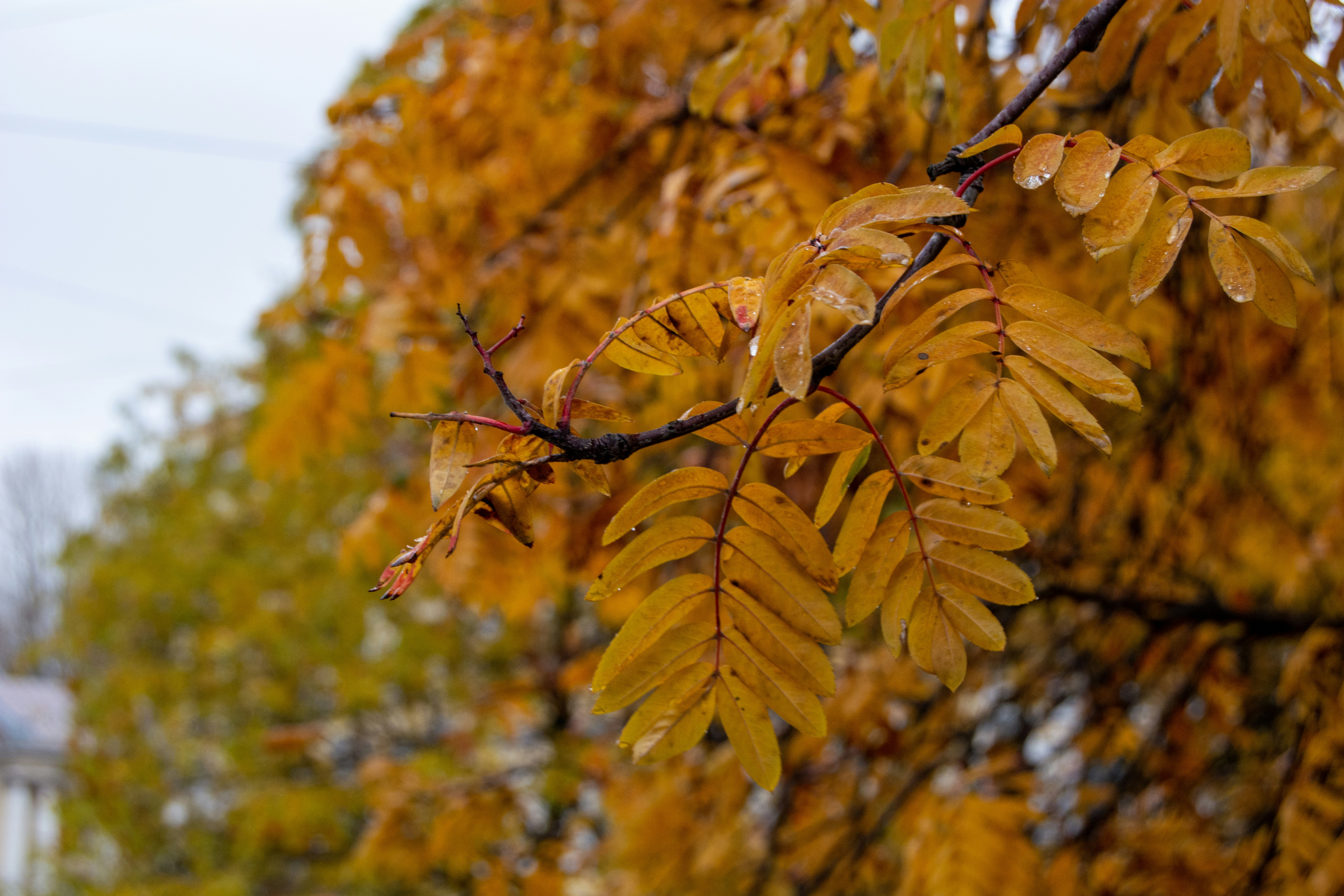 Photo by Konstantin Nezhbert with Nikon D5200