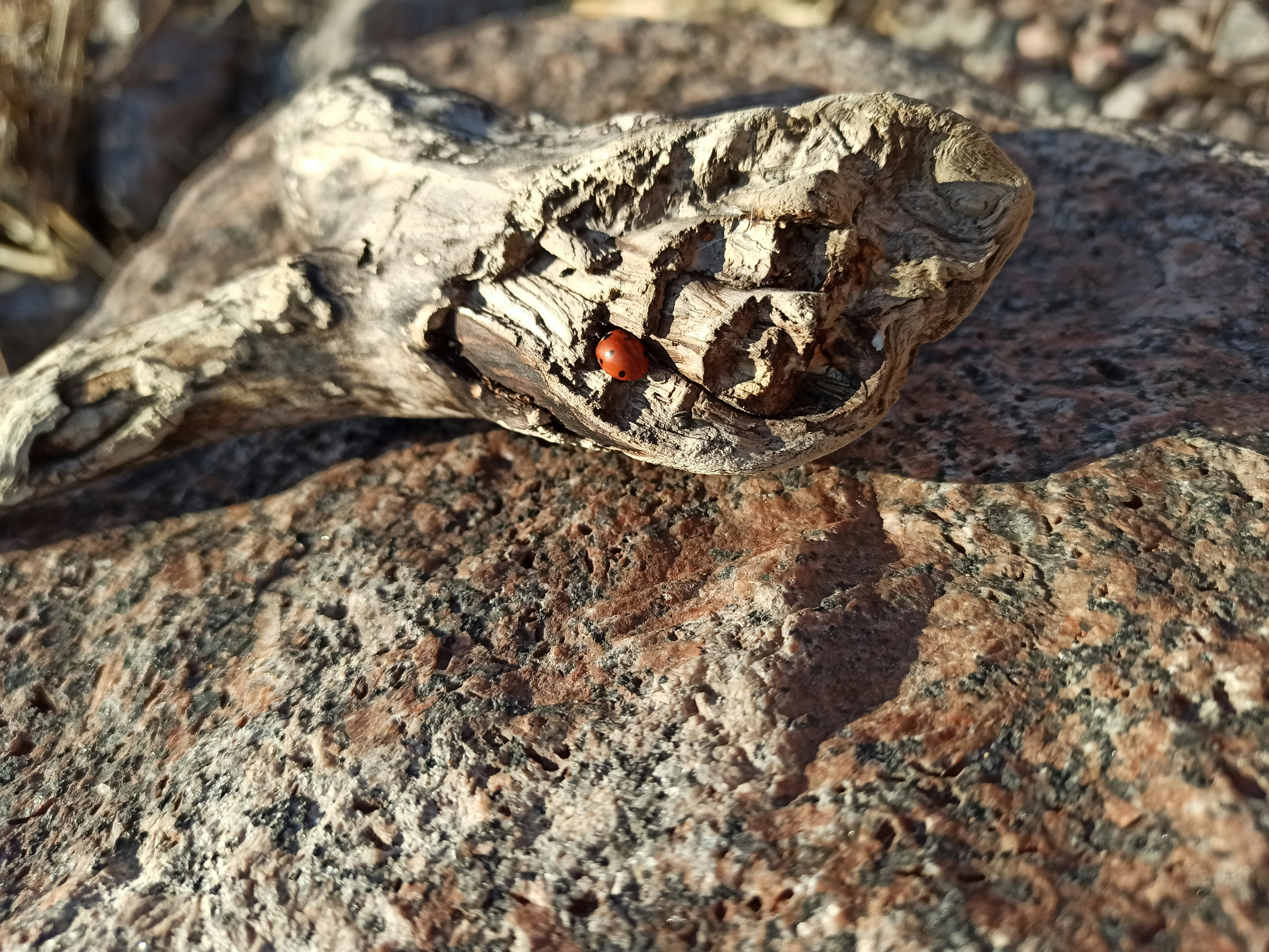 Photo by Elena Artamonova with Xiaomi Redmi Note 8 Pro