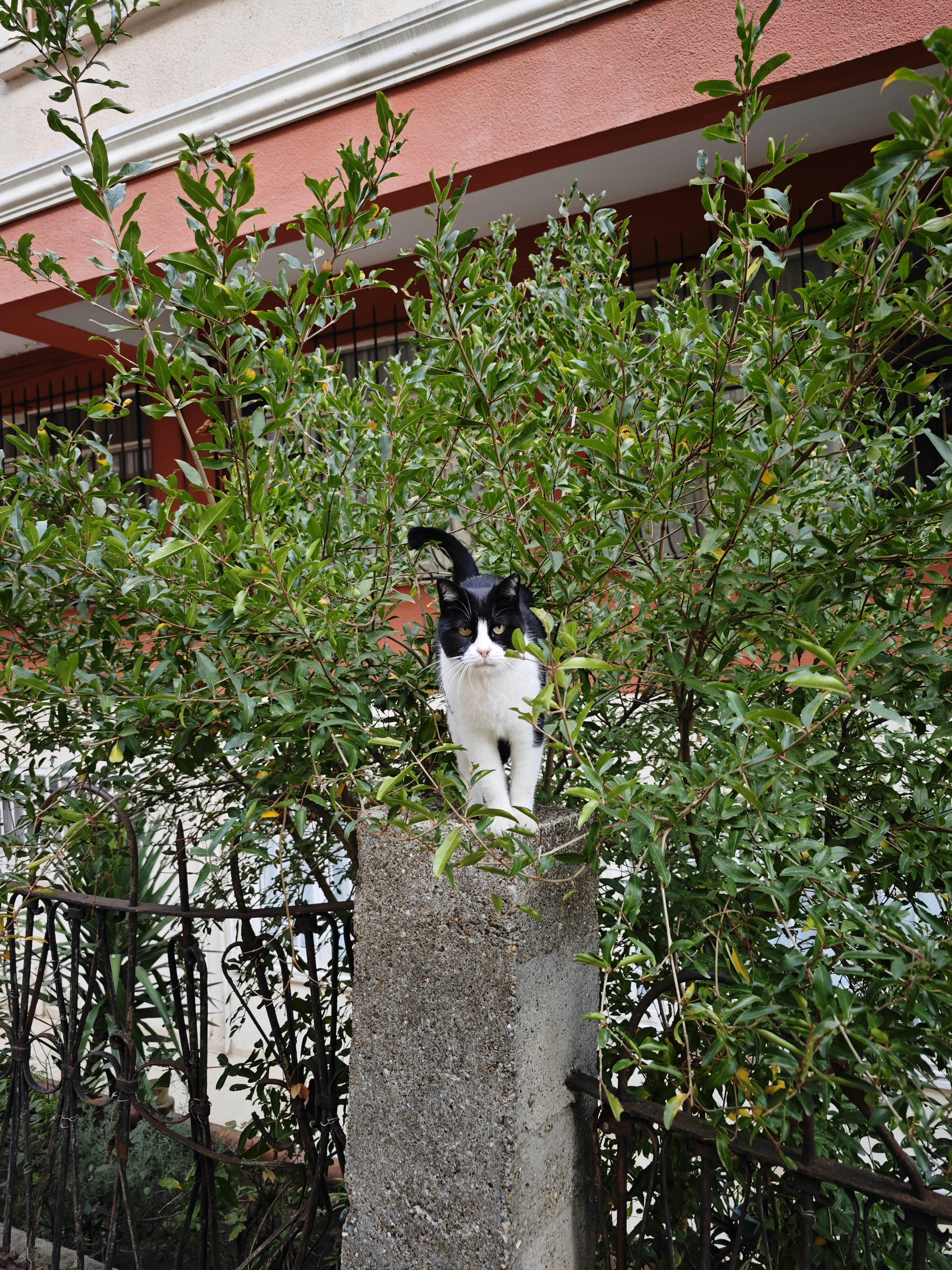A black-and-white cat sits atop a concrete pillar surrounded by dense green shrubs against a brick building backdrop. The scene captures a quiet urban moment with a feline observer.