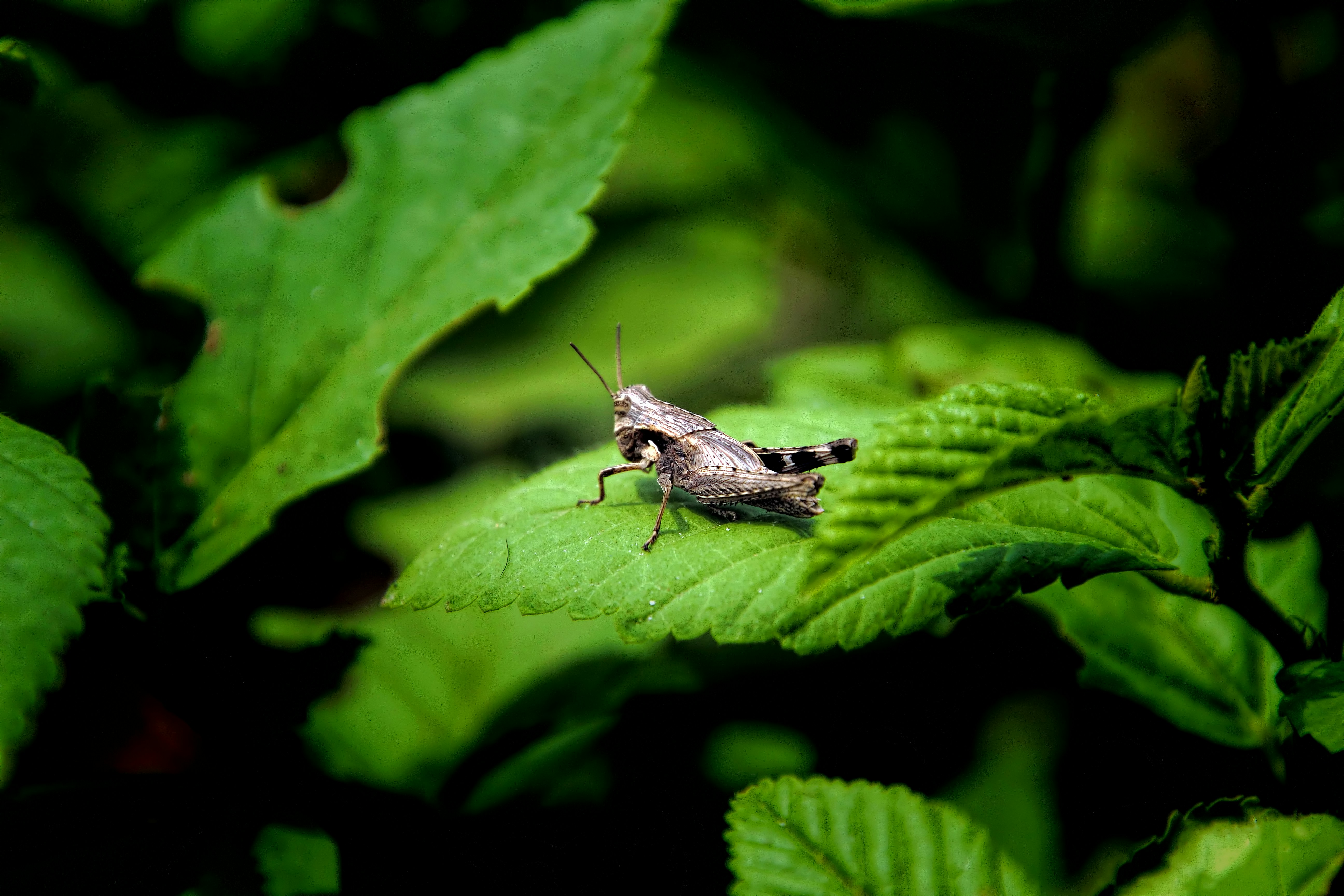 Grass Hopper in leaf. Background of Grass hopper standing on the branch of plant.
