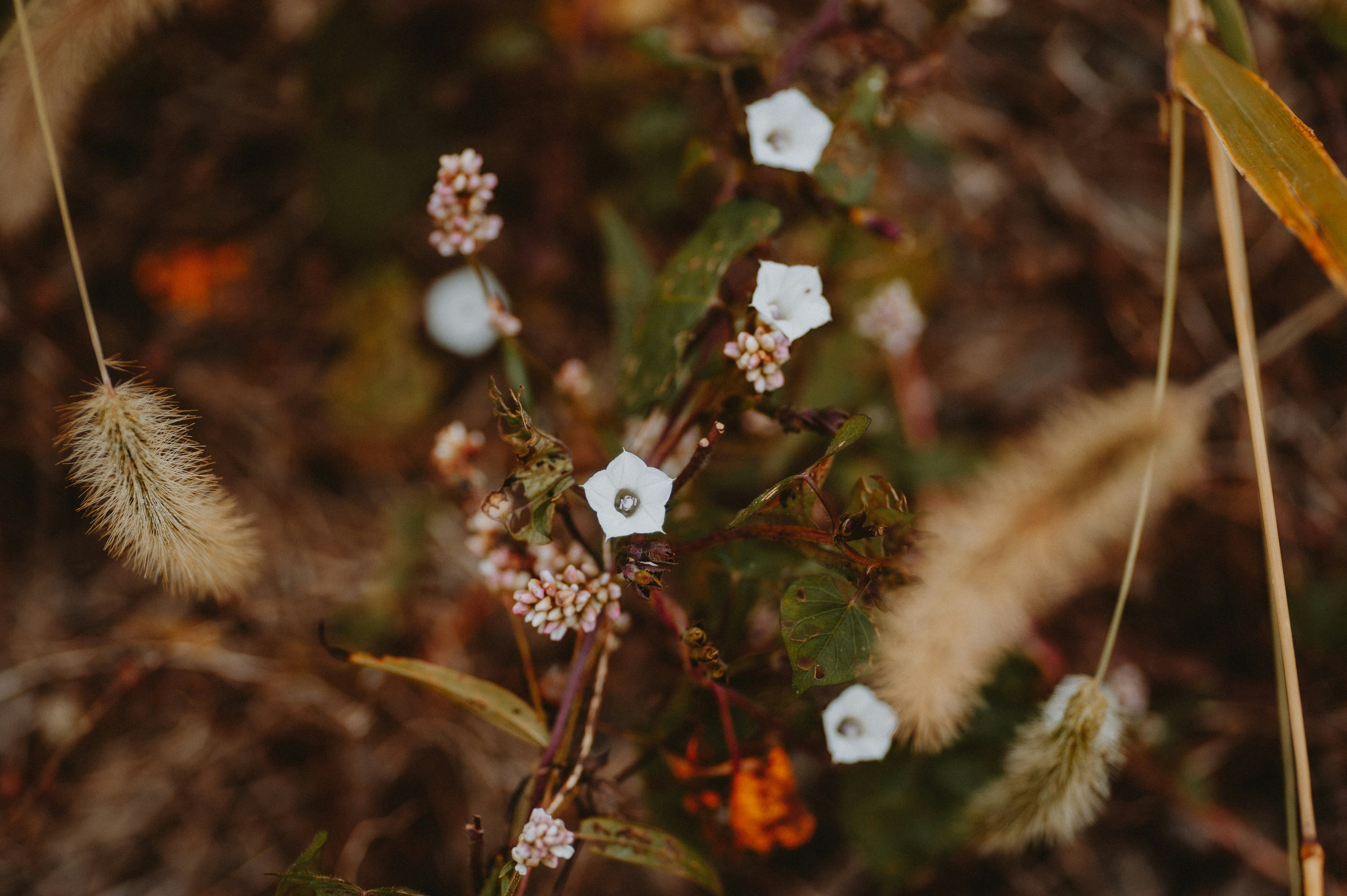 Delicate Wildflowers among Autumn Stems